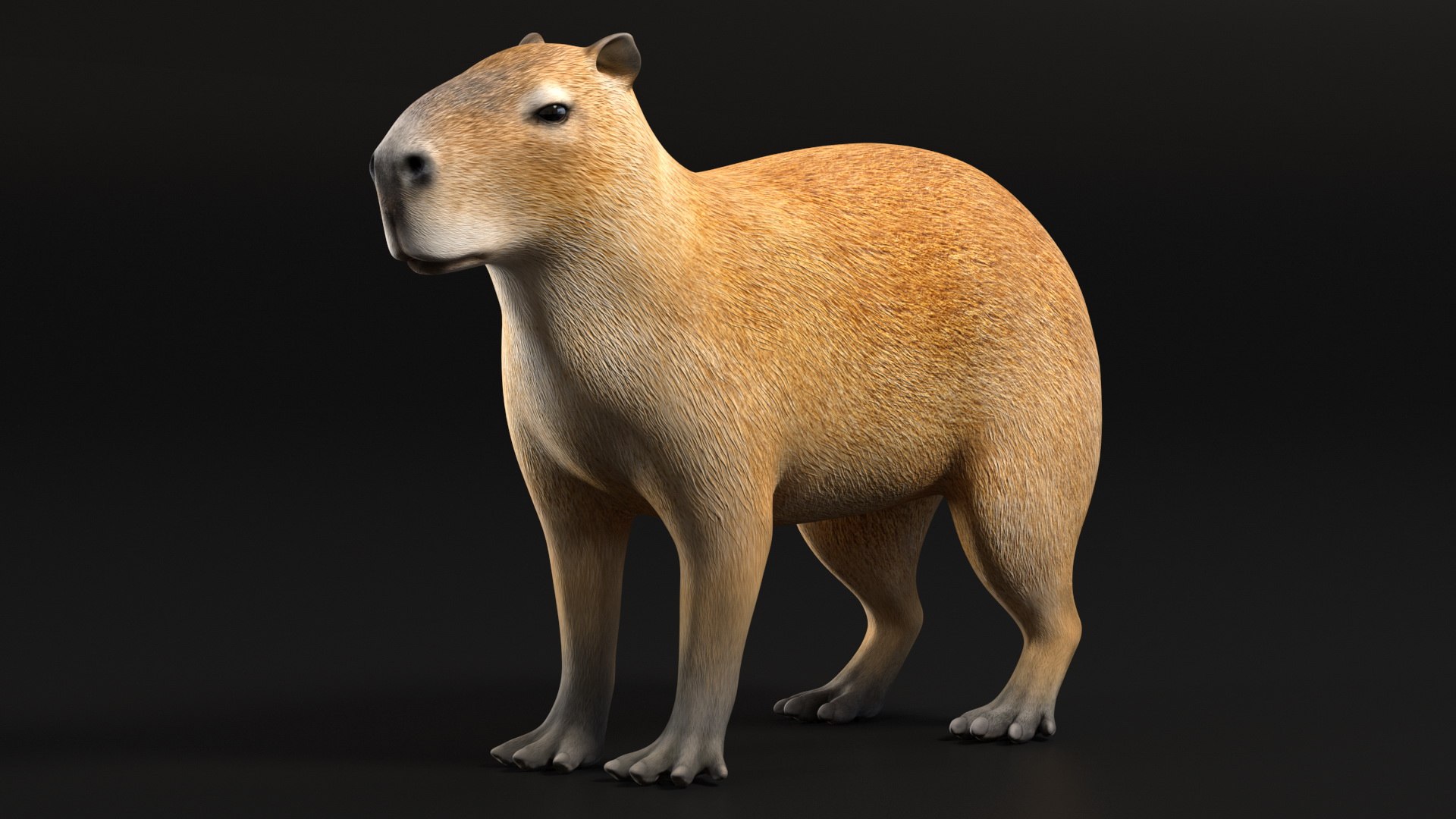 3D Capybara Rigged For Modo Model - TurboSquid 1958205