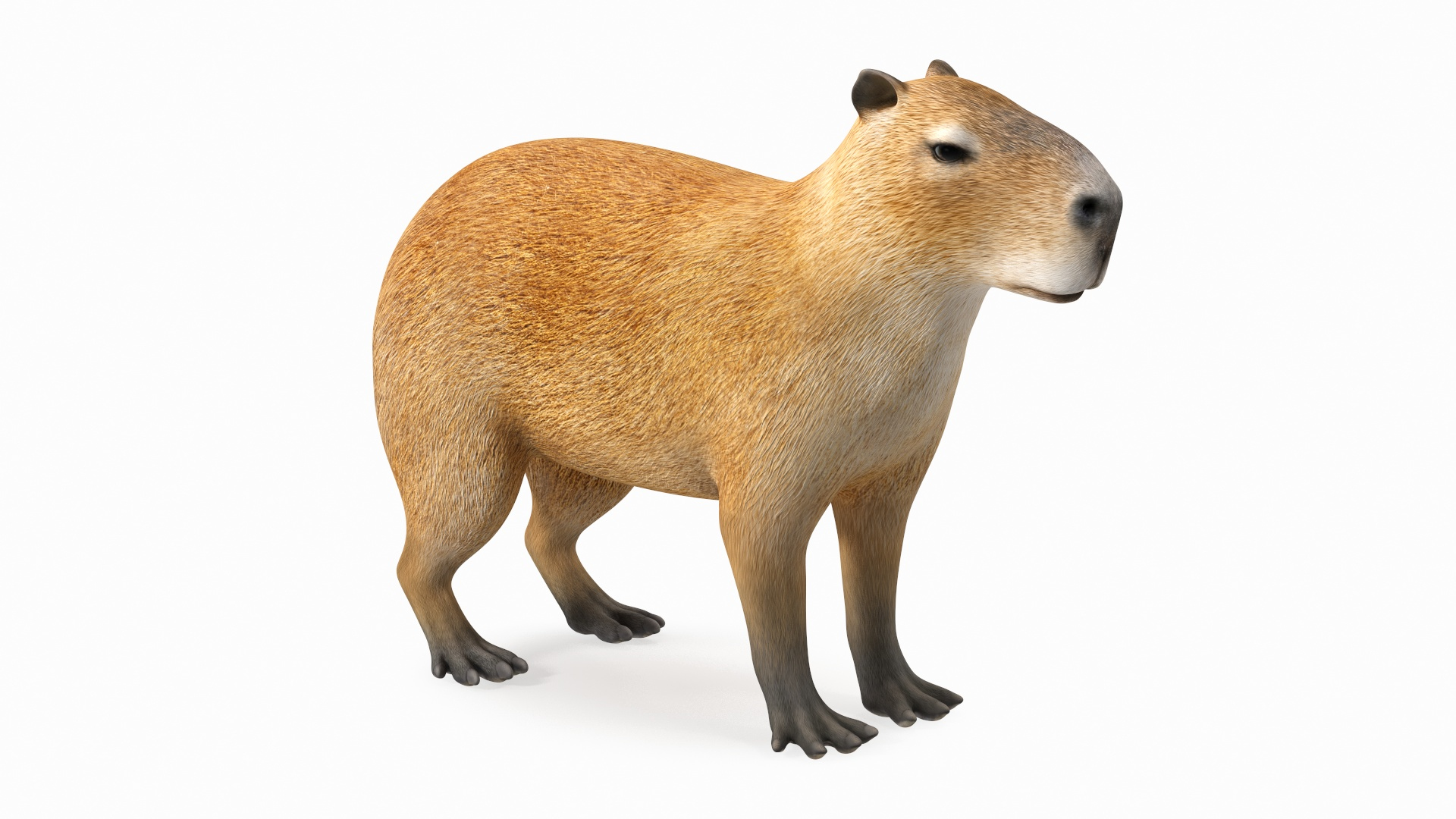 3D Capybara Rigged For Modo Model - TurboSquid 1958205