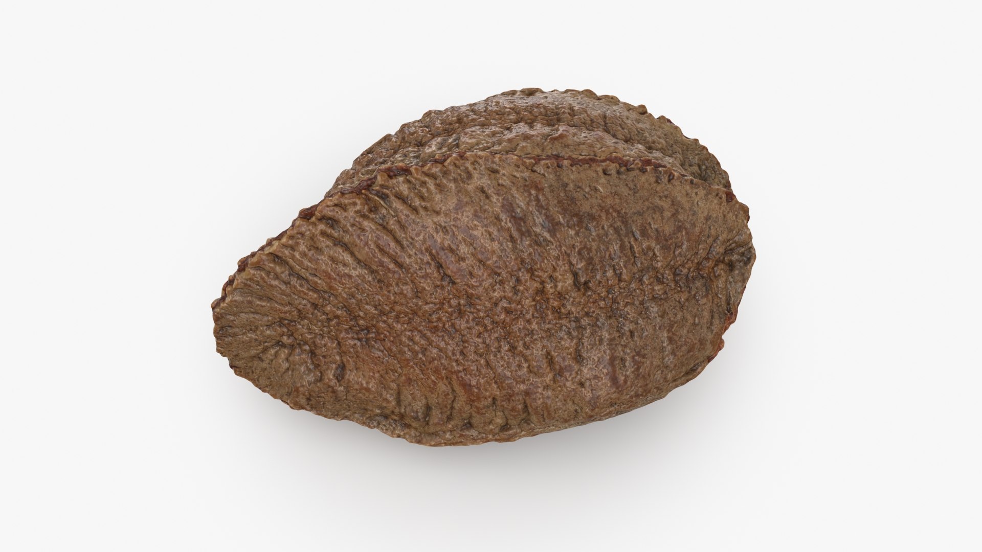 Brazil Nut In Shell 02 3D - TurboSquid 2286335