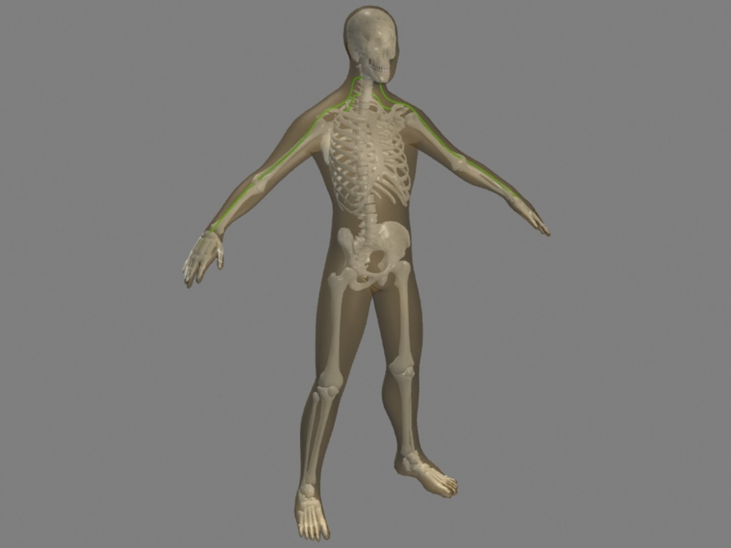 3d Model Human Anatomy