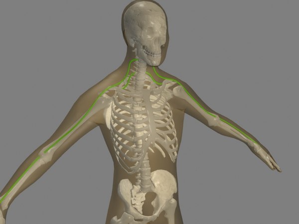modelo 3d Anatomía humana - TurboSquid 671125