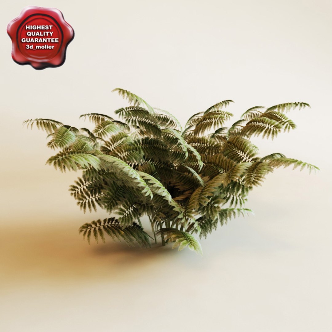 3d Model Ferns Modelled