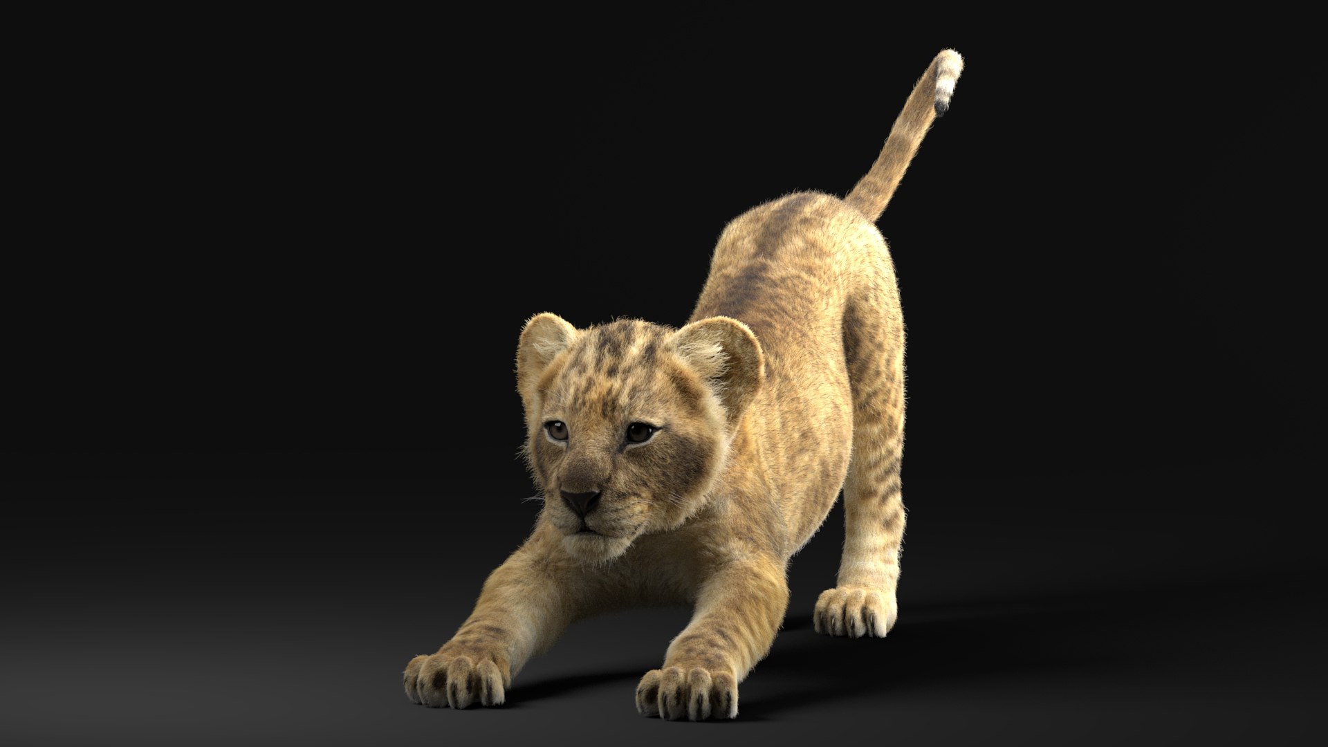 3D realistic rigged lion cub - TurboSquid 1445552