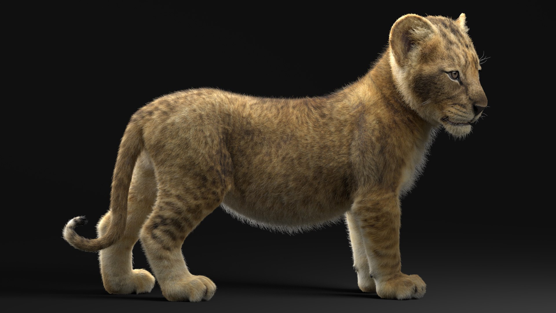 3D realistic rigged lion cub - TurboSquid 1445552