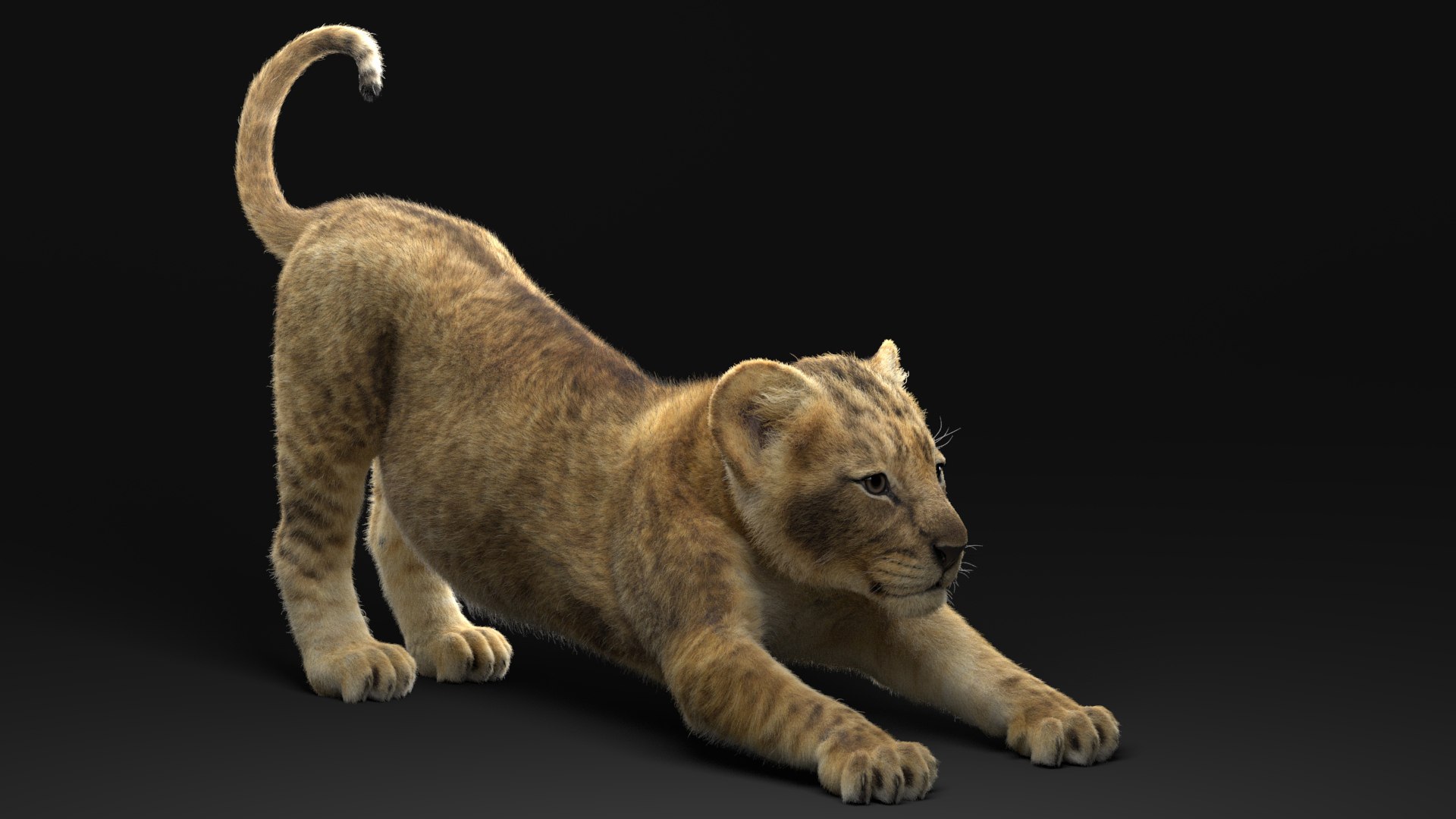 3D realistic rigged lion cub - TurboSquid 1445552