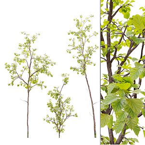 3D Sapling Models - Browse & Download Formats - TurboSquid