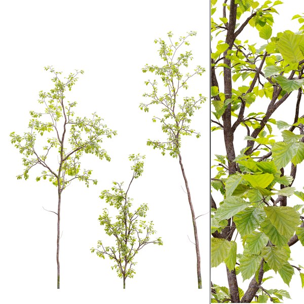 3D young hazel trees model - TurboSquid 1931521