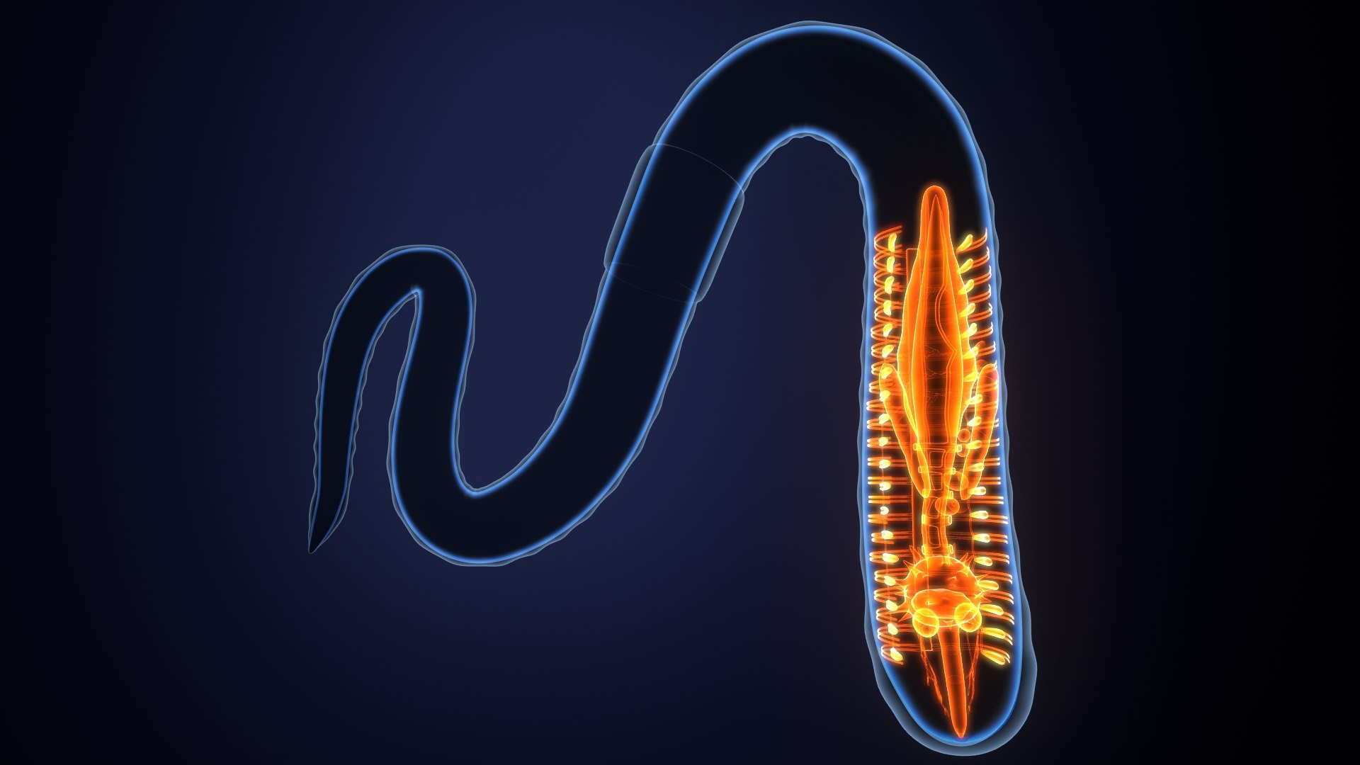 Earth Worm Anatomy System 3D Model - TurboSquid 1828302