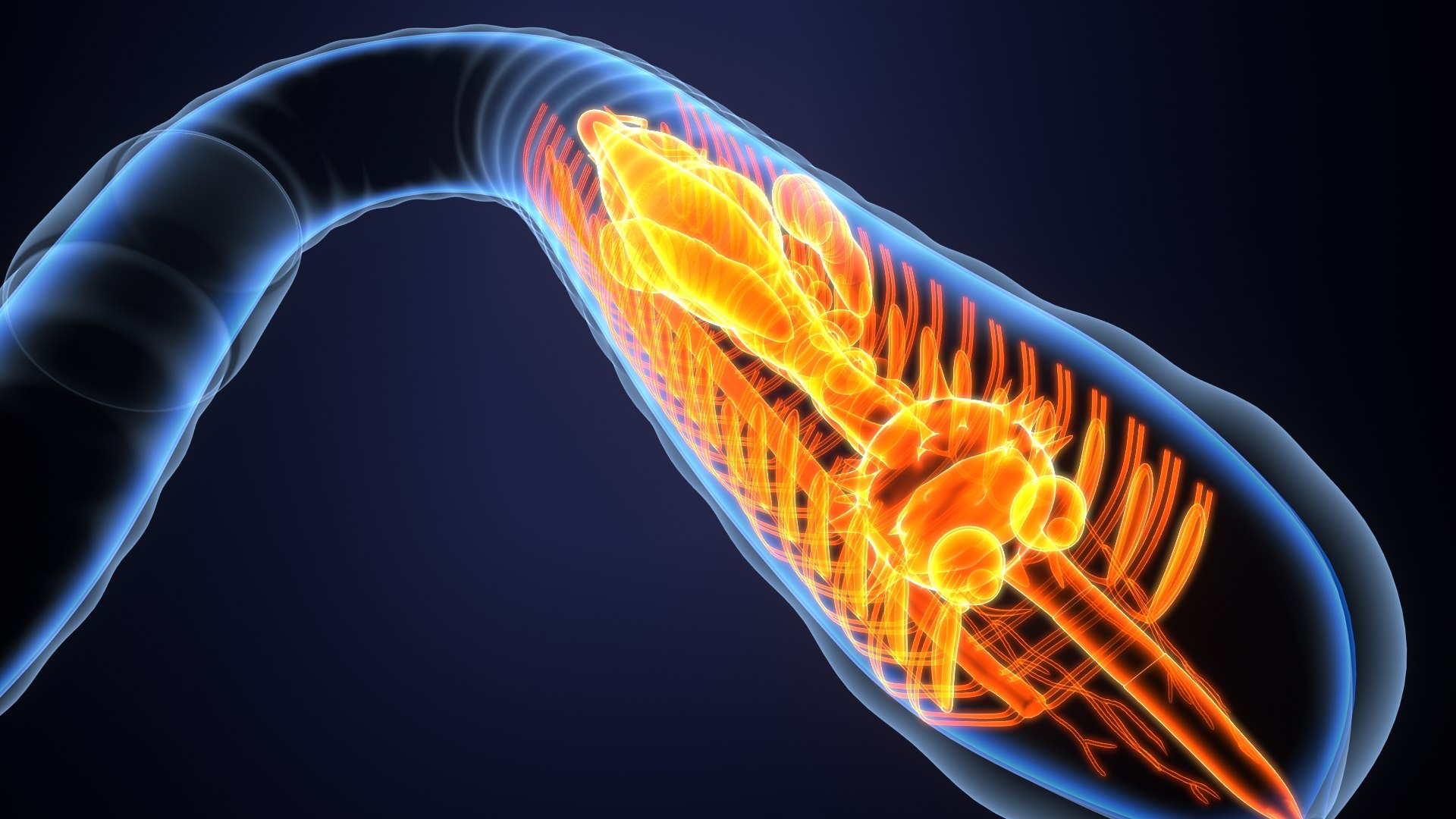 Earth Worm Anatomy System 3D Model - TurboSquid 1828302