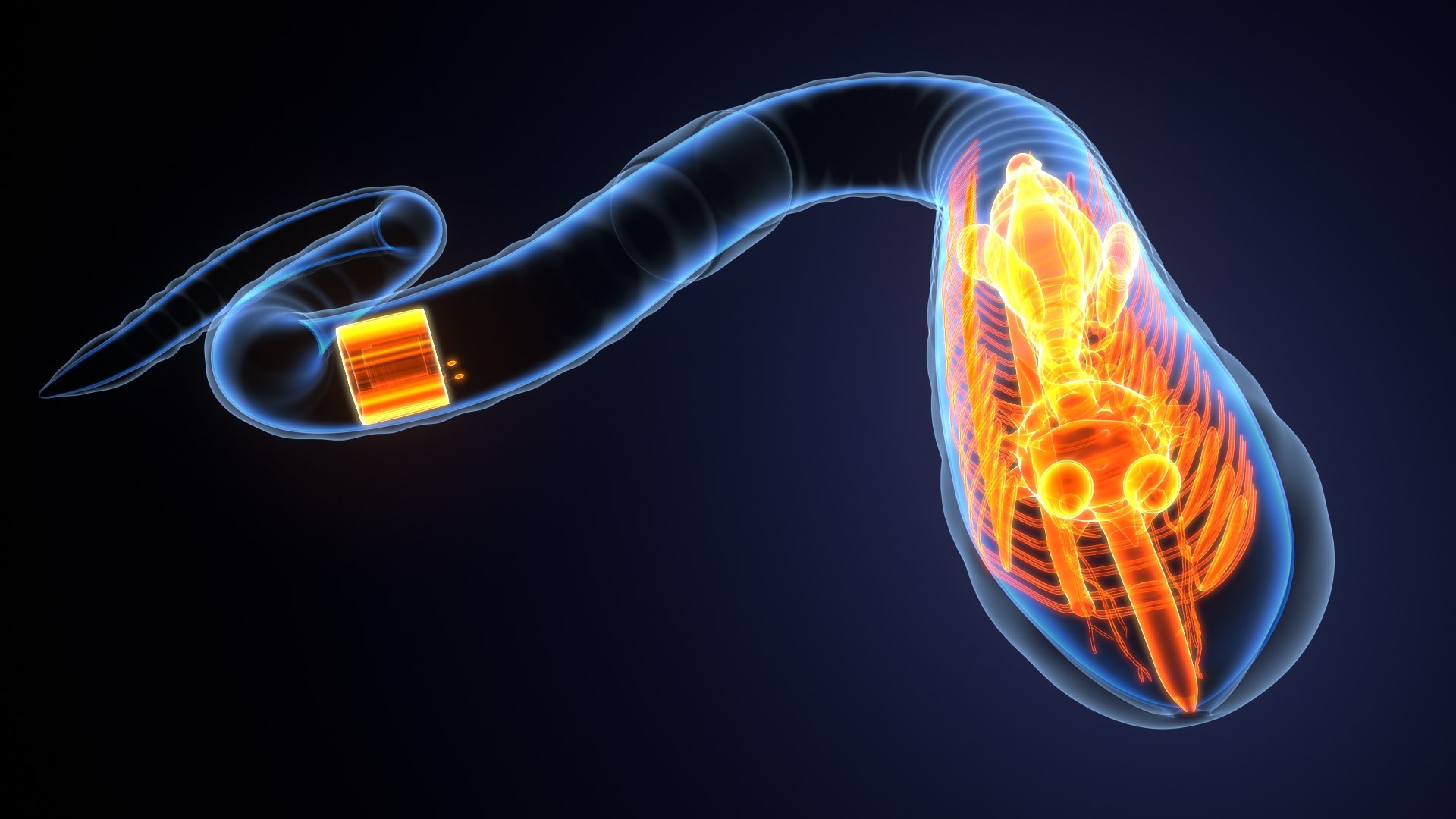 Earth worm anatomy system 3D model - TurboSquid 1828302