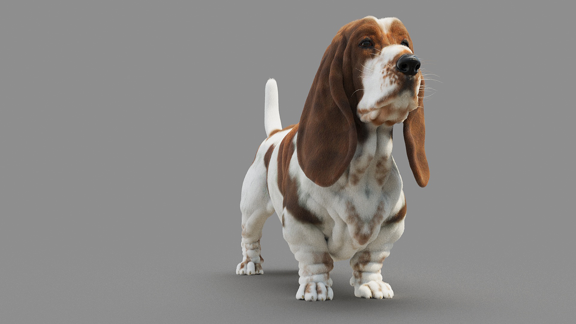 Basset hound dog model - TurboSquid 1668286