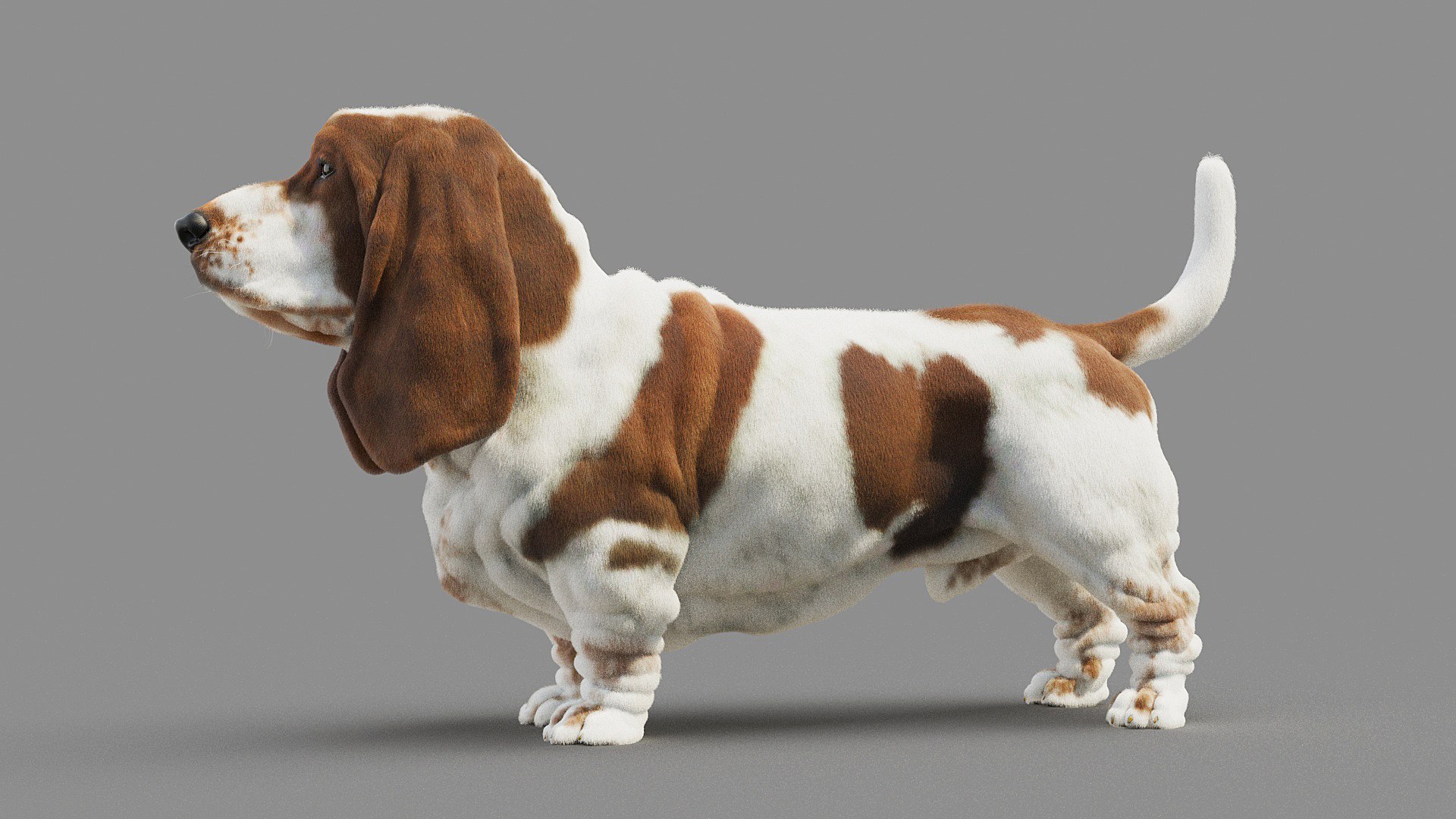 Basset Hound Dog Model - TurboSquid 1668286