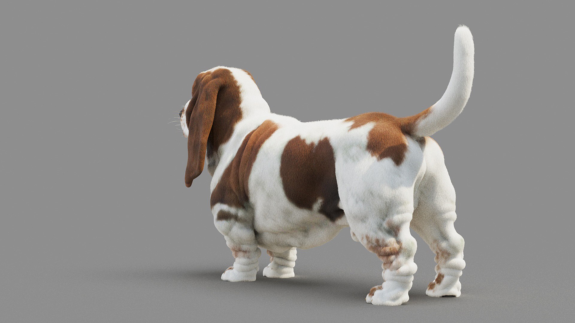 Basset Hound Dog Model - TurboSquid 1668286
