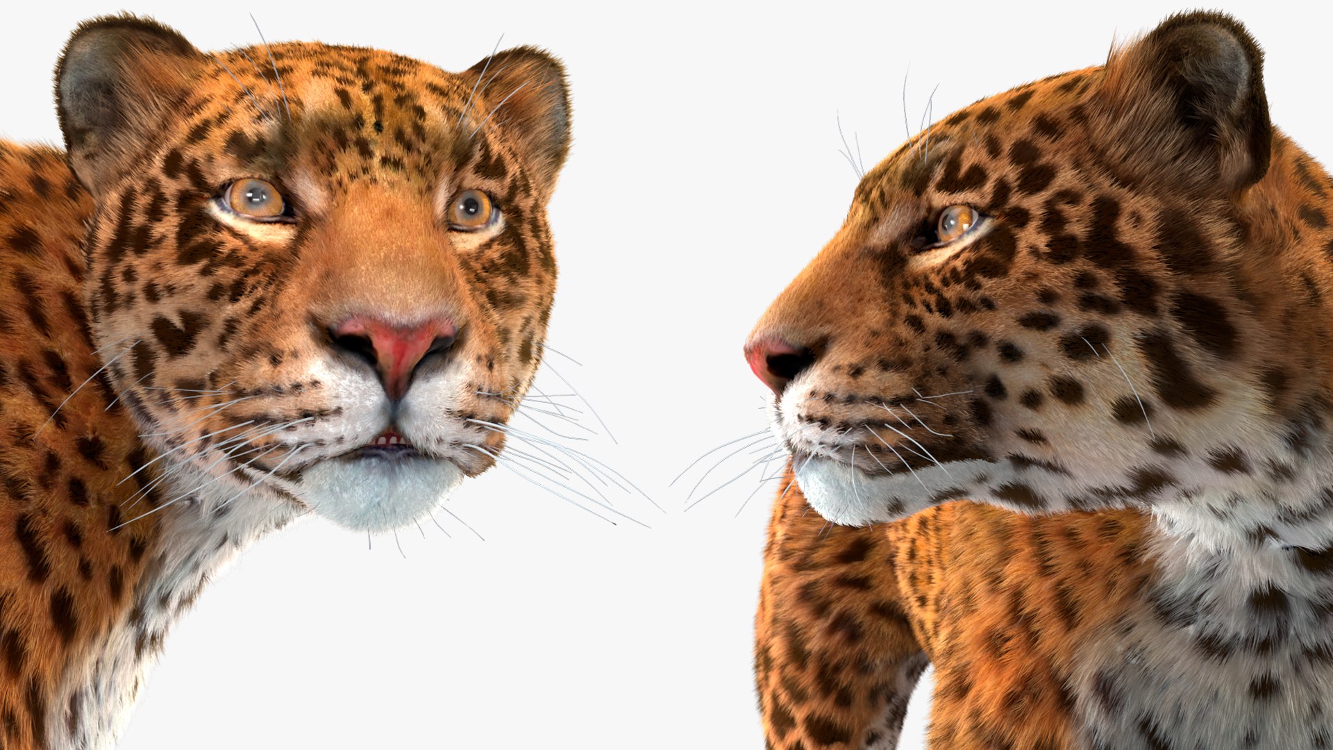 Jaguar Stand Pose Fur Model - TurboSquid 2211471