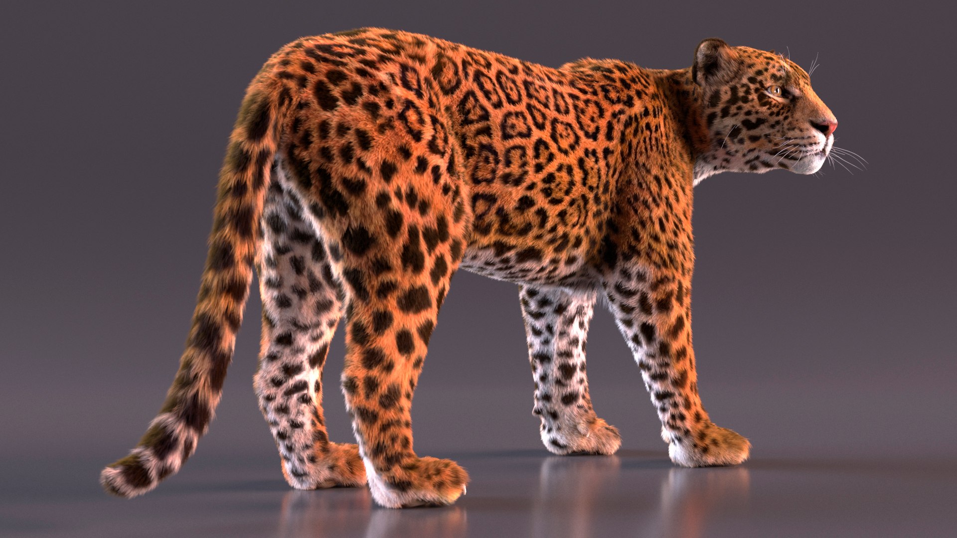 Jaguar Stand Pose Fur Model - TurboSquid 2211471