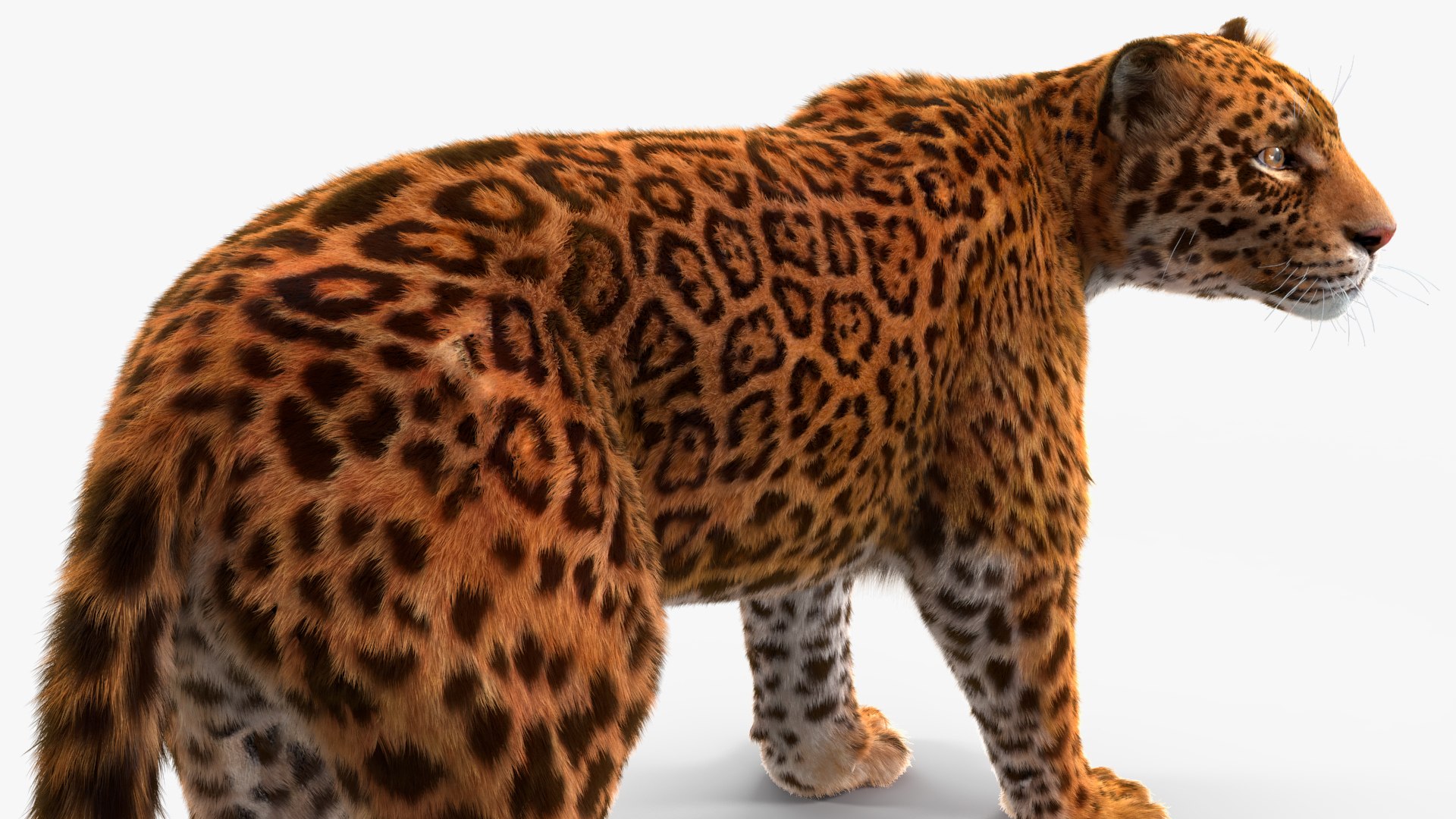 Jaguar Stand Pose Fur Model - TurboSquid 2211471