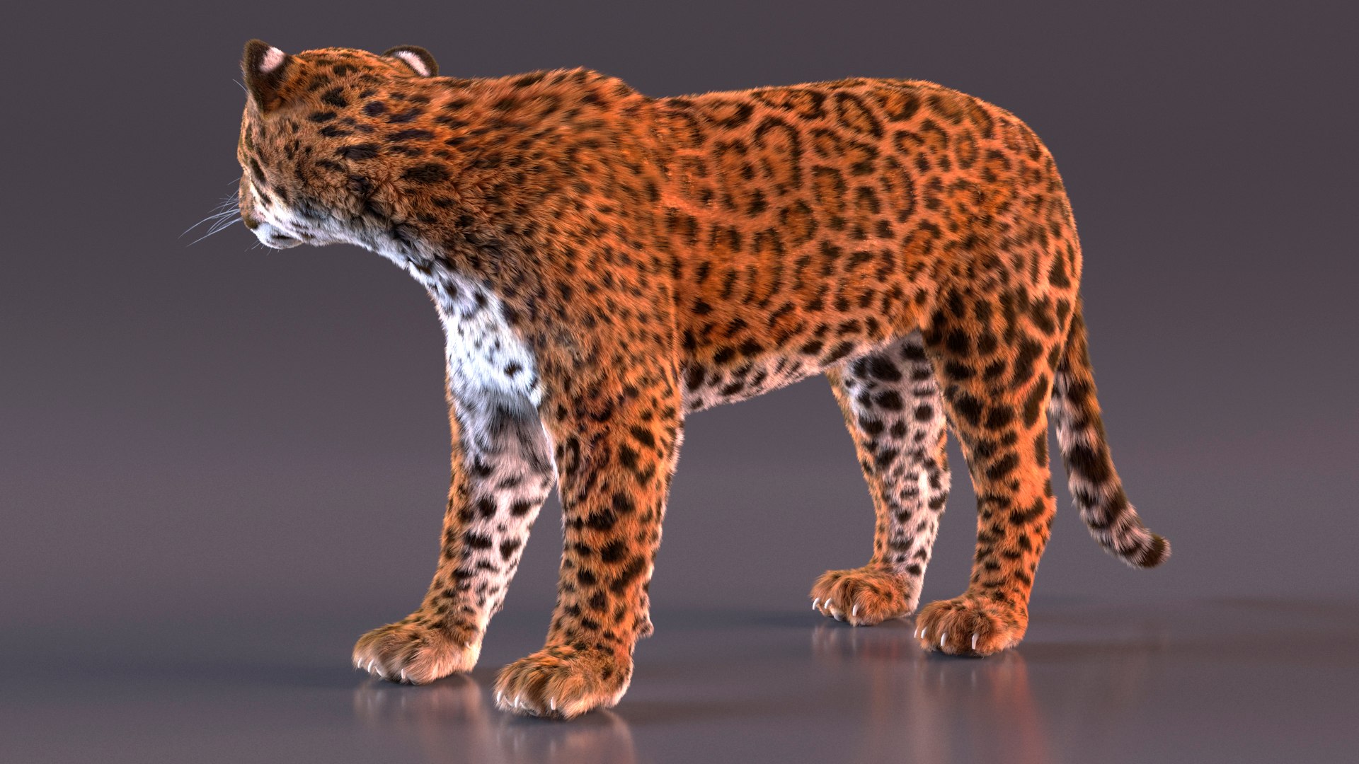 Jaguar Stand Pose Fur Model - TurboSquid 2211471