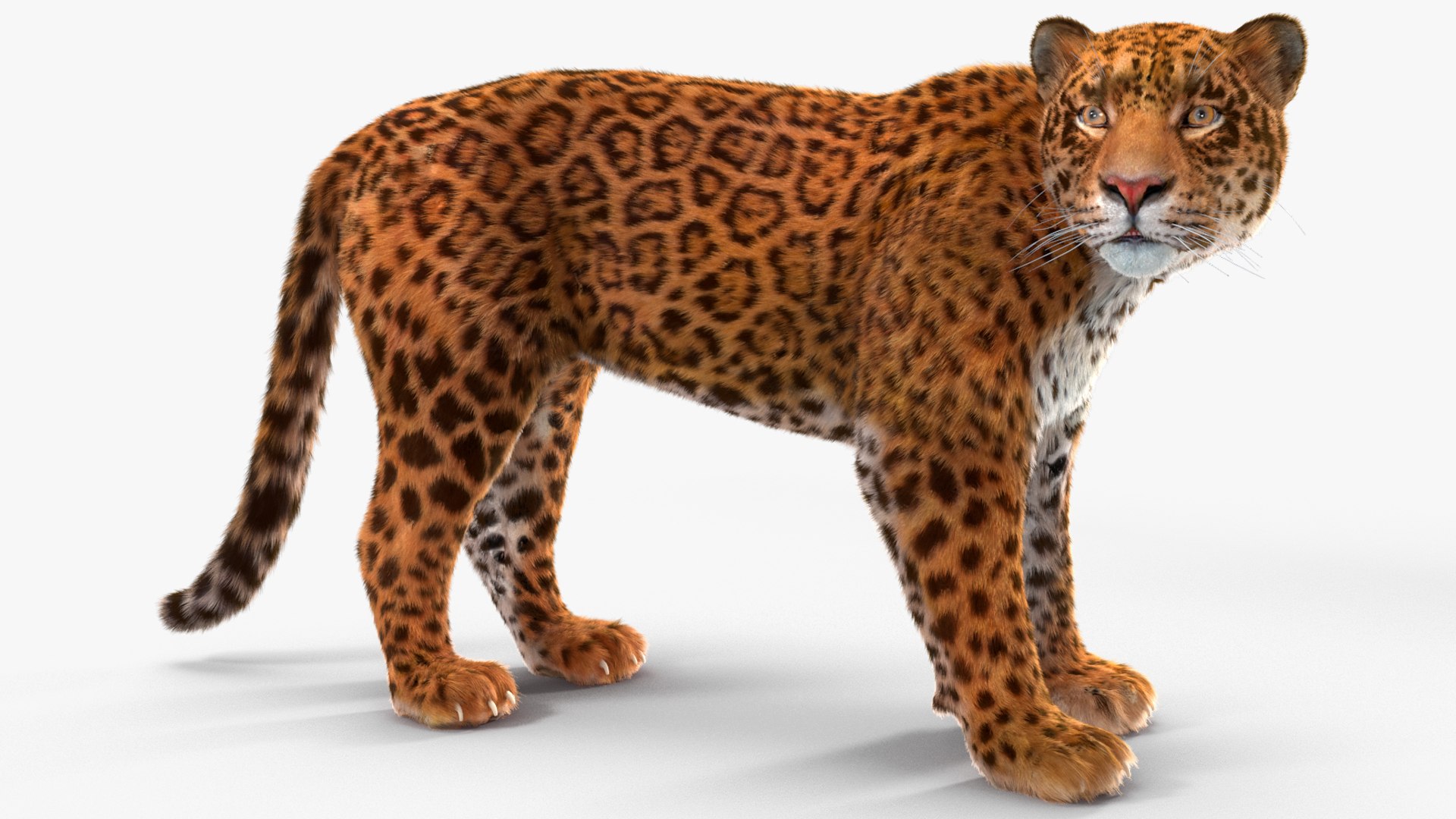 Jaguar Stand Pose Fur Model - TurboSquid 2211471