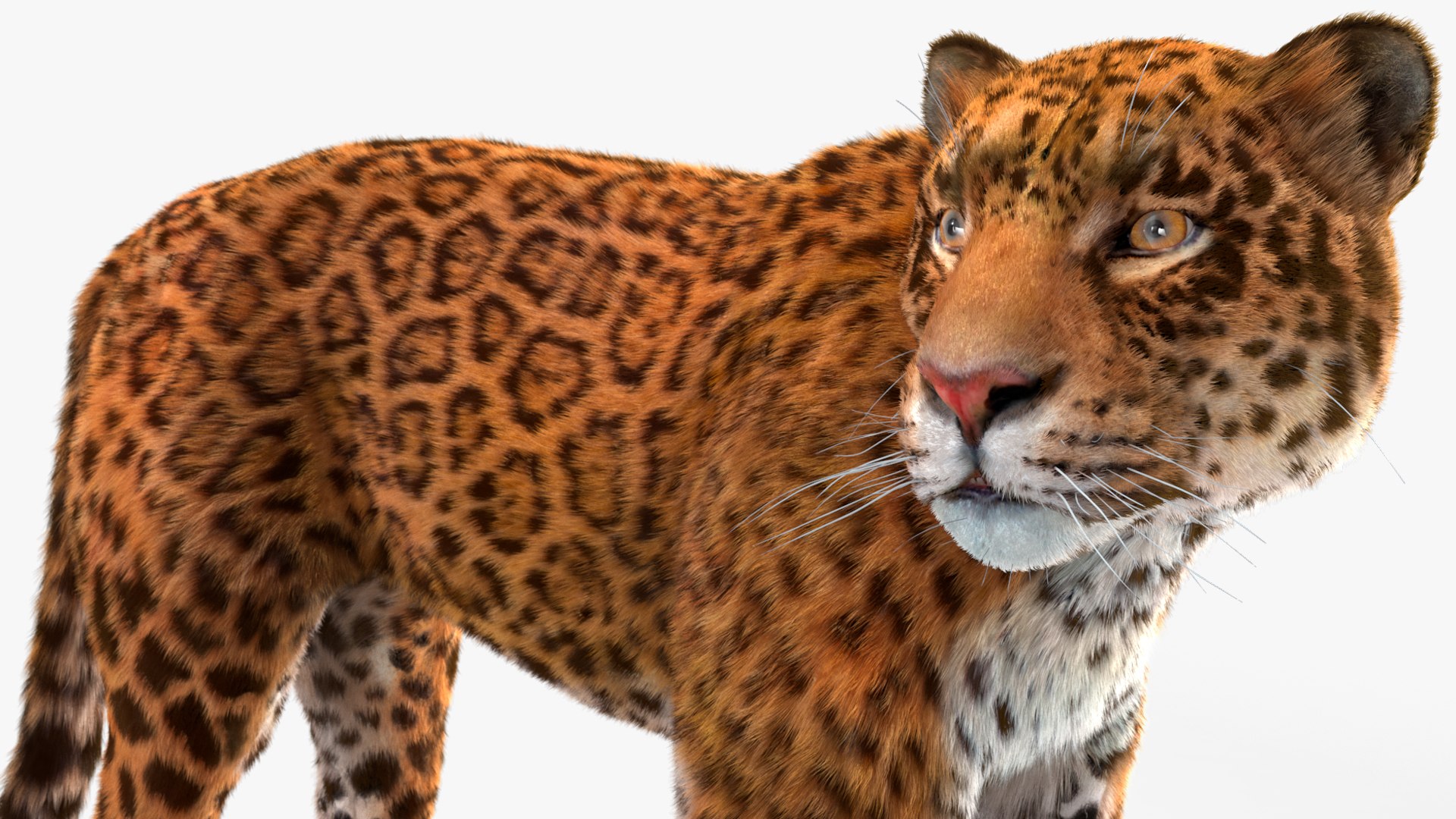 Jaguar Stand Pose Fur Model - TurboSquid 2211471