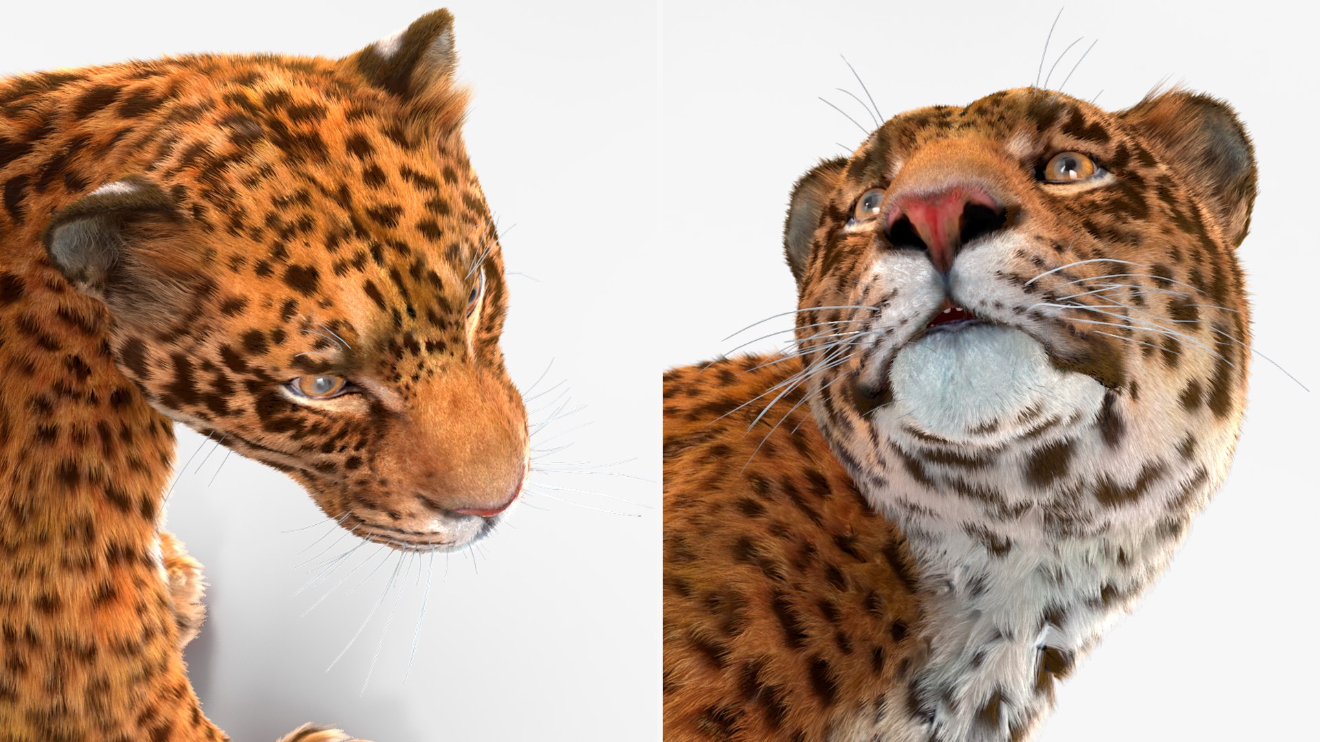 Jaguar Stand Pose Fur Model - TurboSquid 2211471