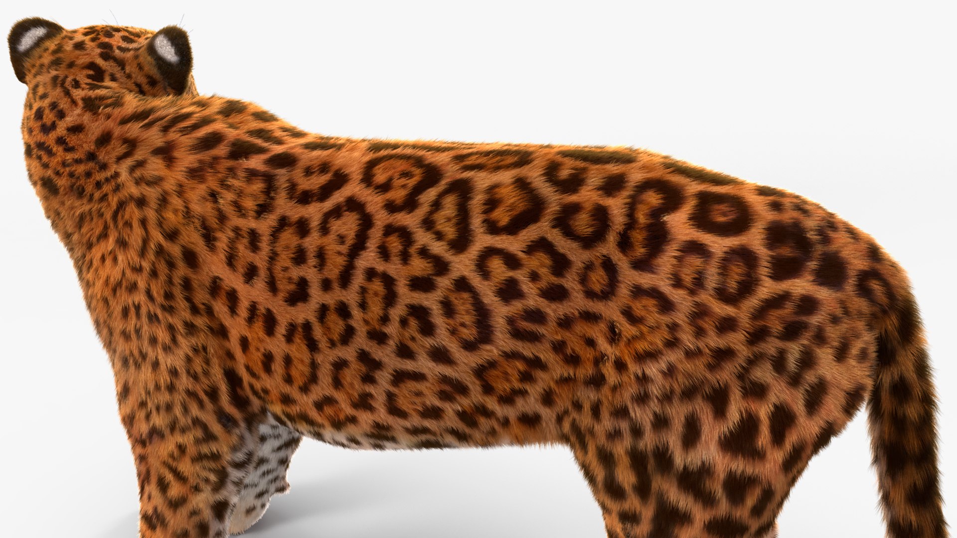 Jaguar Stand Pose Fur Model - TurboSquid 2211471