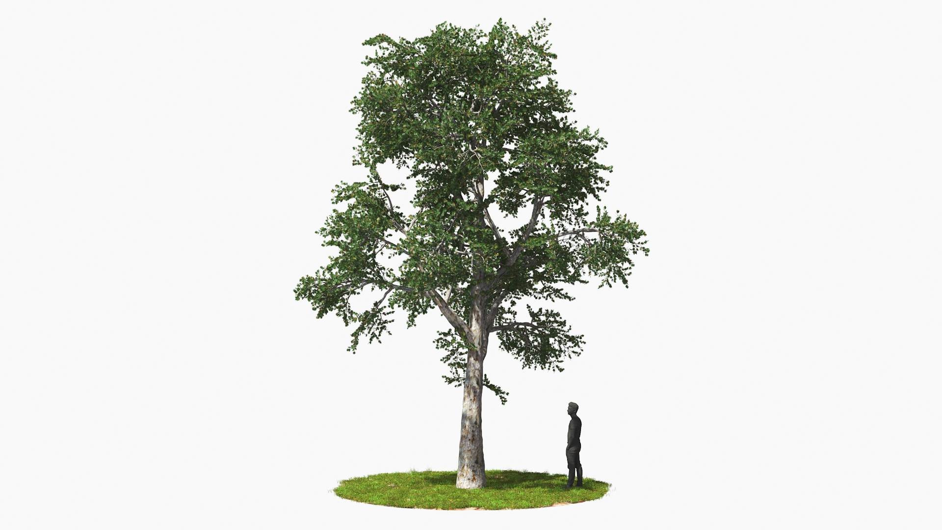 3D Tree Animation - TurboSquid 1484713