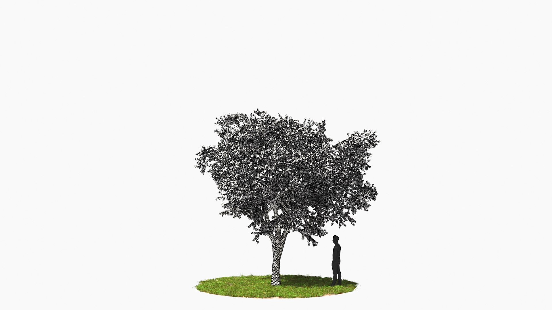 3D Tree Animation - TurboSquid 1484713