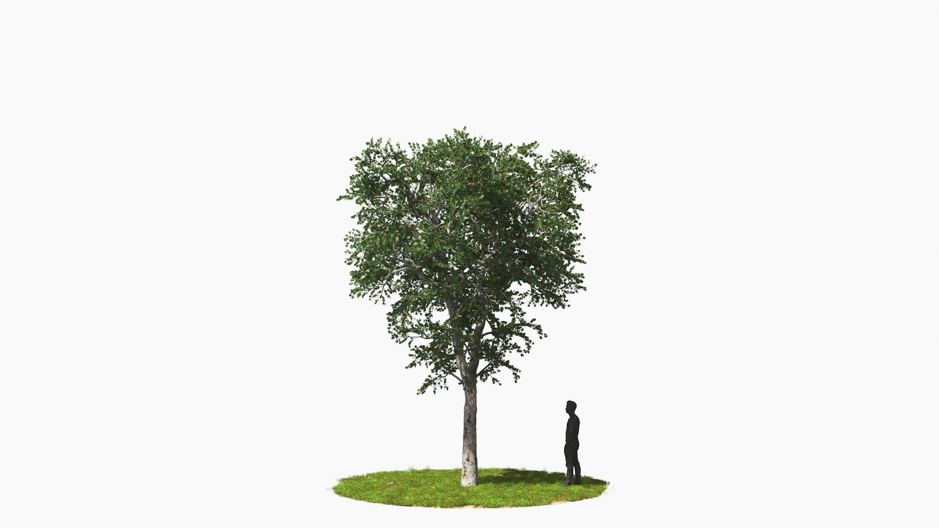 3D Tree Animation - TurboSquid 1484713