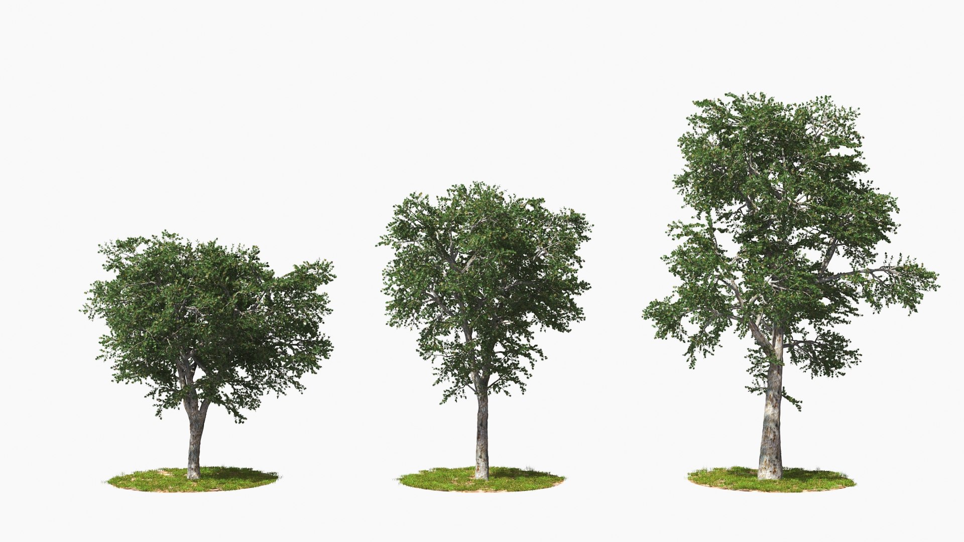 3D Tree Animation - TurboSquid 1484713