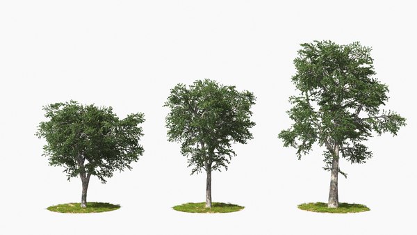 modelo 3d Tree_003 Animation - TurboSquid 1484713