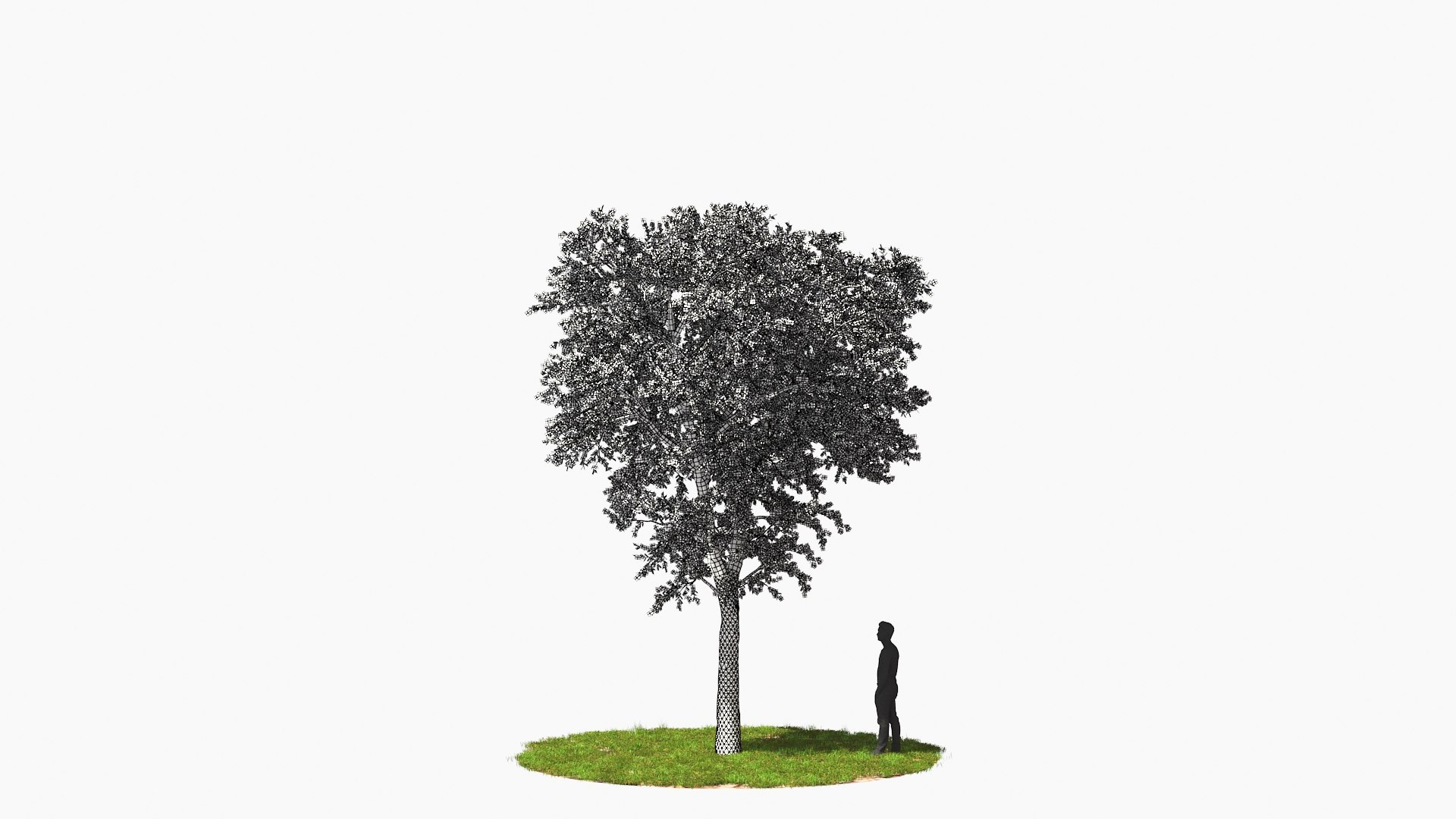 3D Tree Animation - TurboSquid 1484713