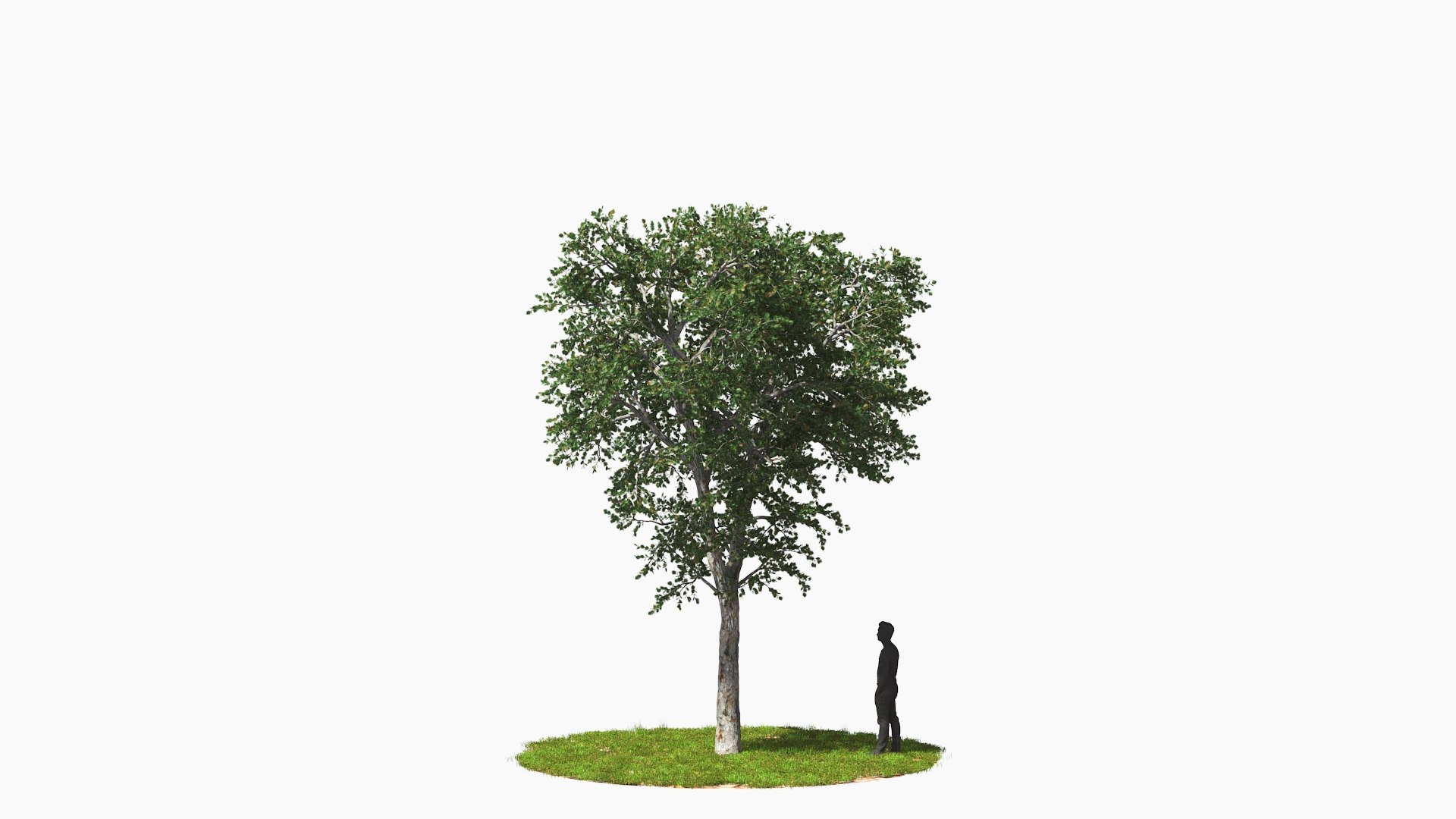3D Tree Animation - TurboSquid 1484713