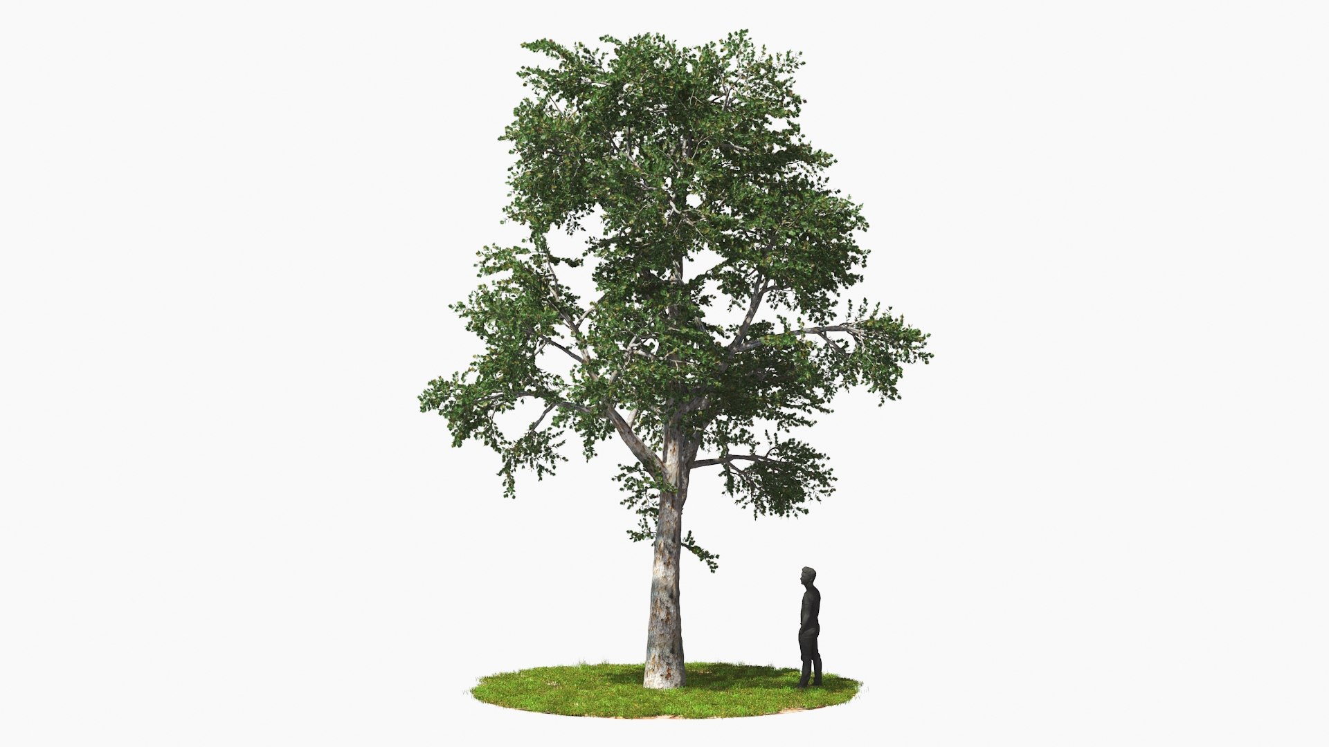 3D Tree Animation - TurboSquid 1484713