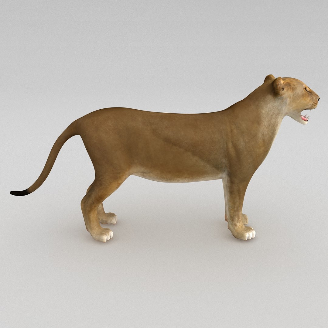 3d Model Of Lioness Rigged