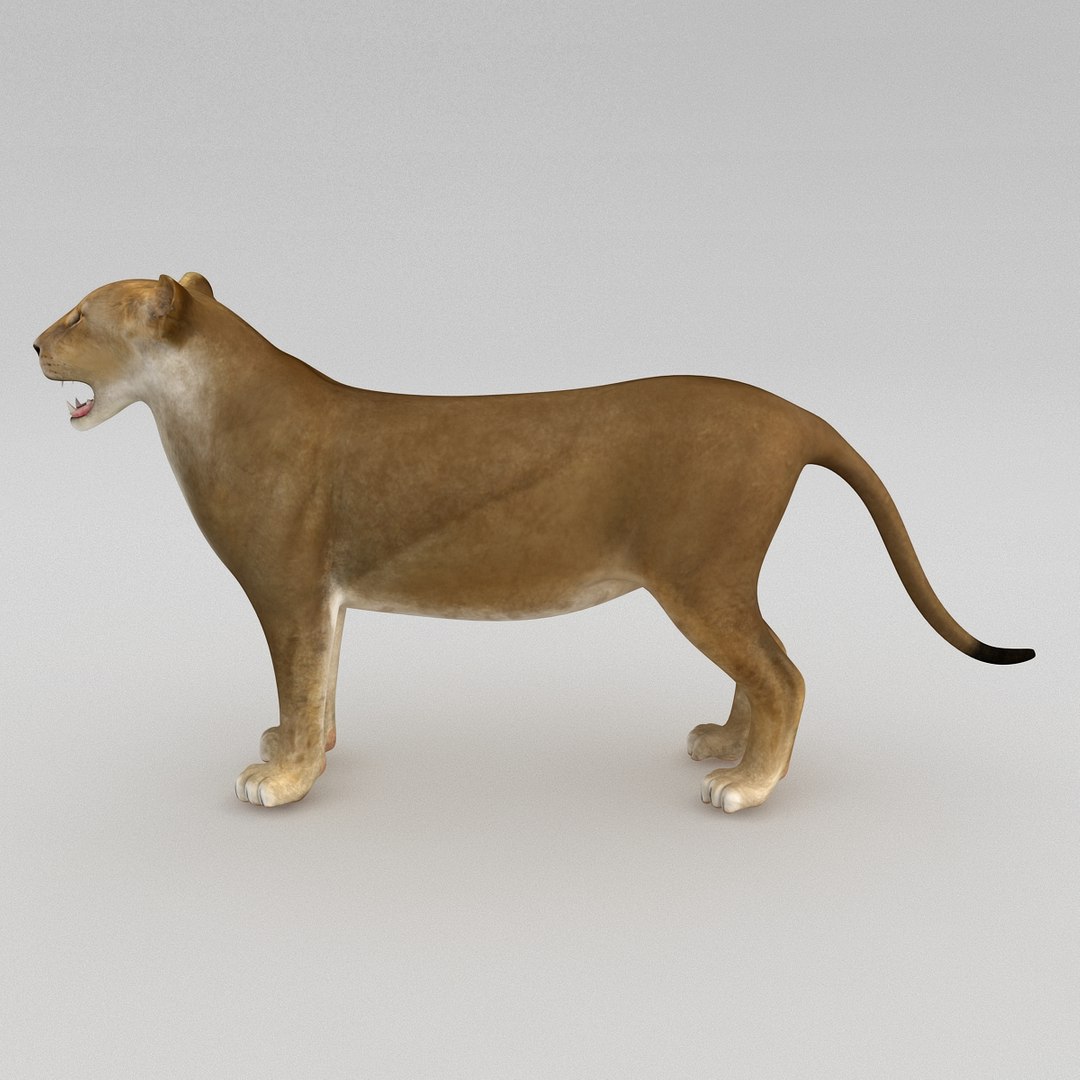 3d Model Of Lioness Rigged