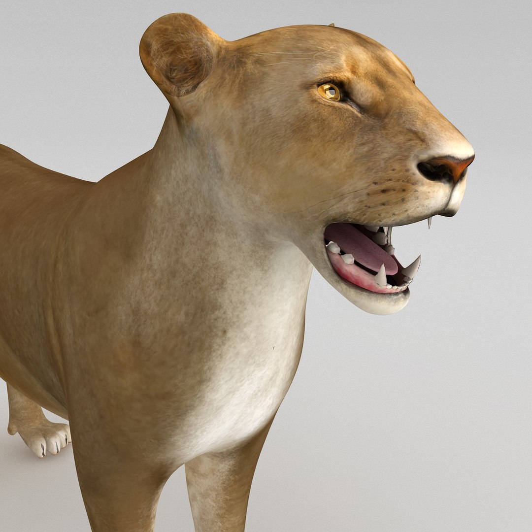 3d Model Of Lioness Rigged