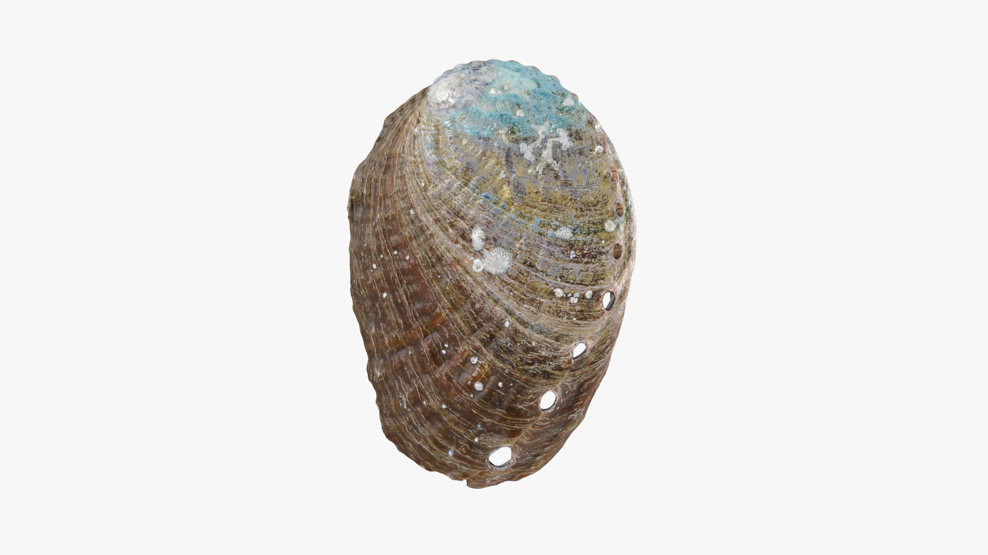 Abalone Shell 01 3D Model - TurboSquid 2328374