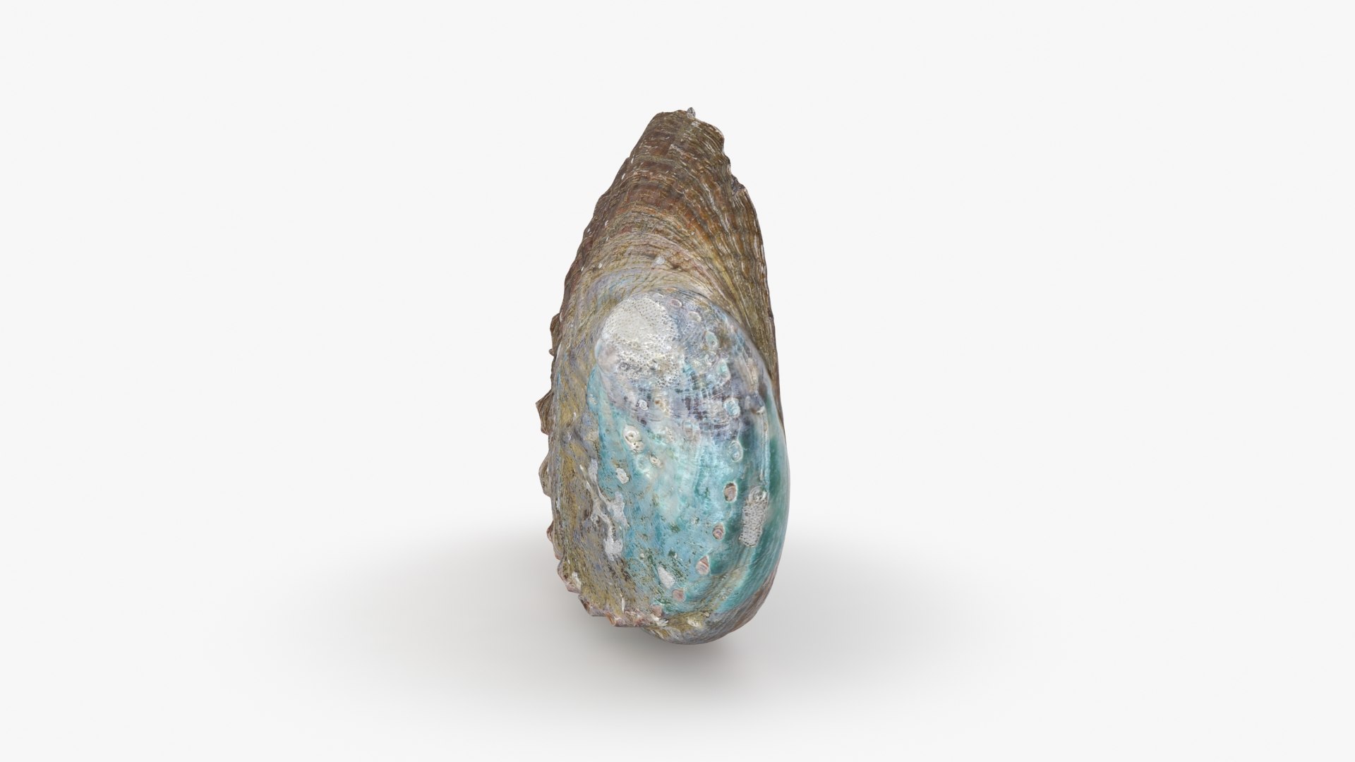 Abalone Shell 01 3D Model - TurboSquid 2328374