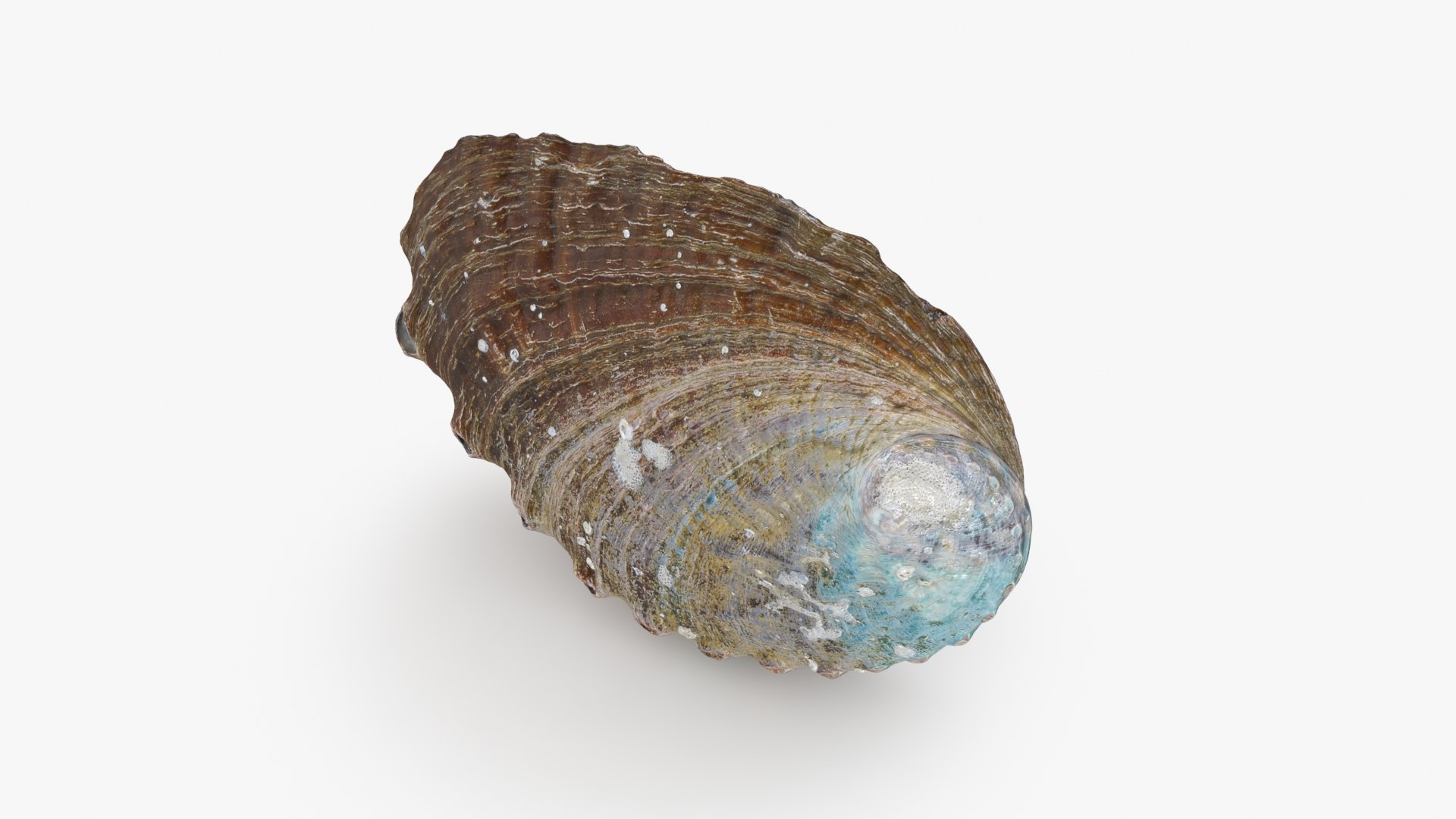 Abalone Shell 01 3D Model - TurboSquid 2328374
