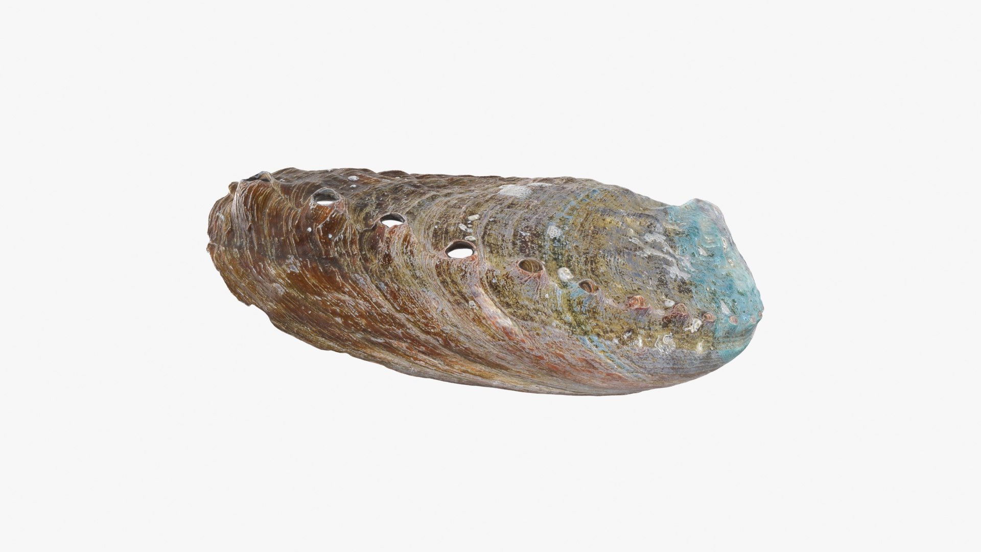 Abalone Shell 01 3D Model - TurboSquid 2328374