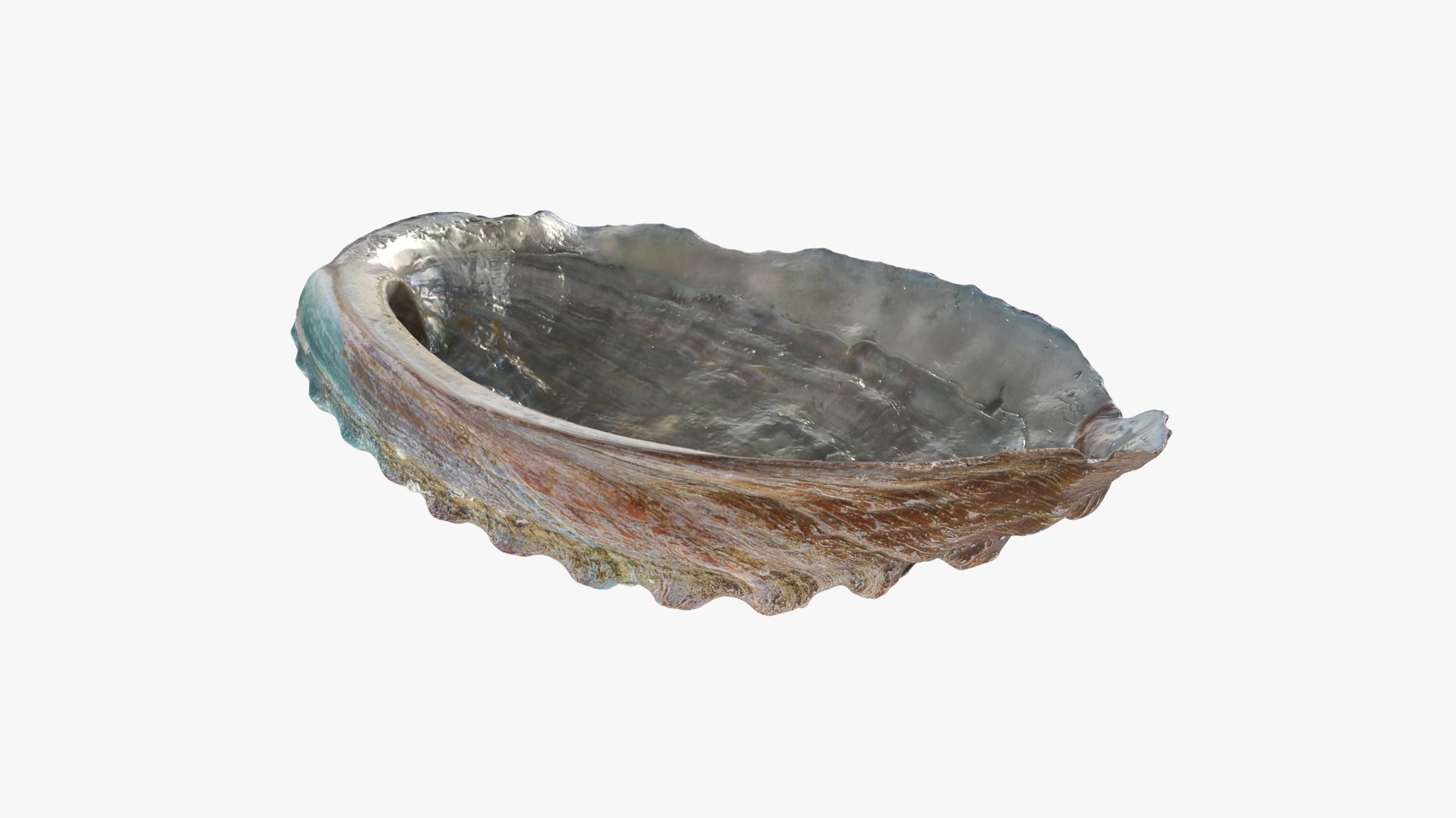 Abalone Shell 01 3D Model - TurboSquid 2328374