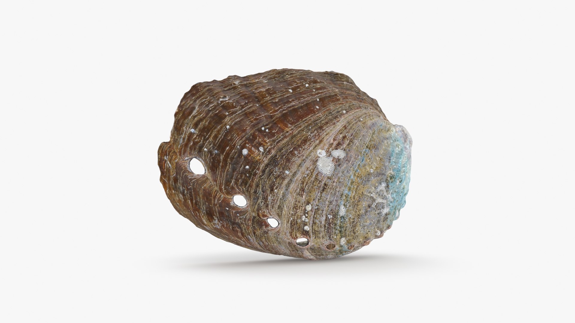 Abalone Shell 01 3D Model - TurboSquid 2328374