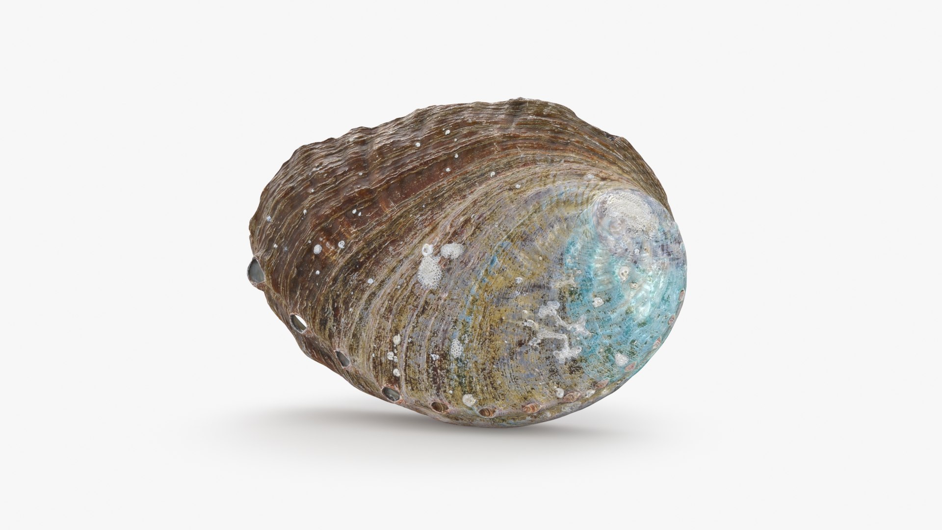 Abalone Shell 01 3D Model - TurboSquid 2328374