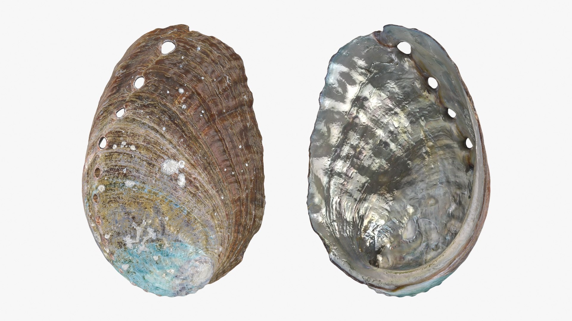 Abalone Shell 01 3D Model - TurboSquid 2328374