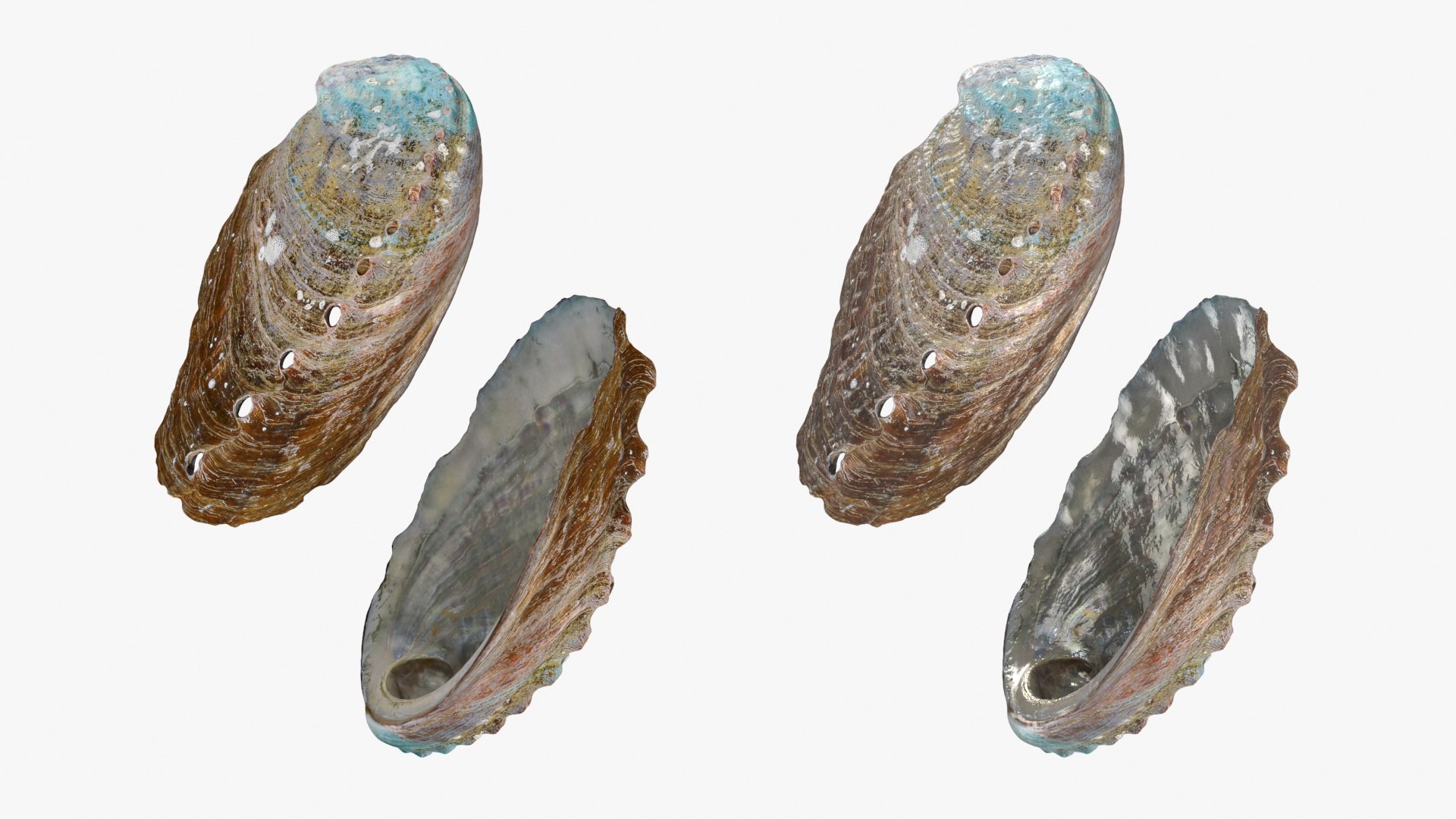 Abalone Shell 01 3D Model - TurboSquid 2328374