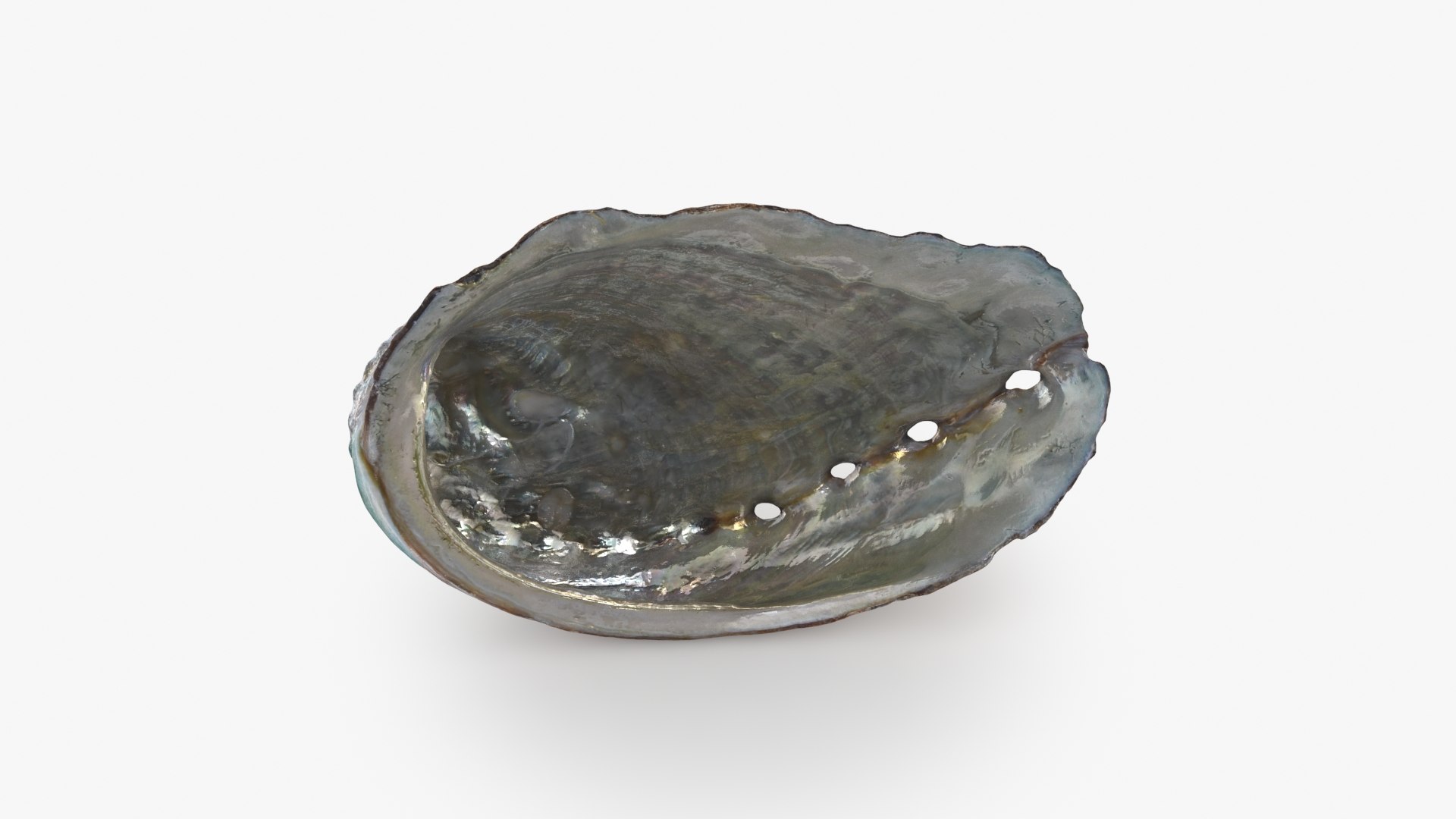 Abalone Shell 01 3D Model - TurboSquid 2328374