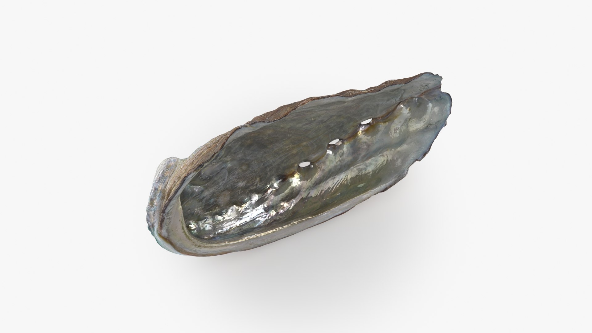 Abalone Shell 01 3D Model - TurboSquid 2328374