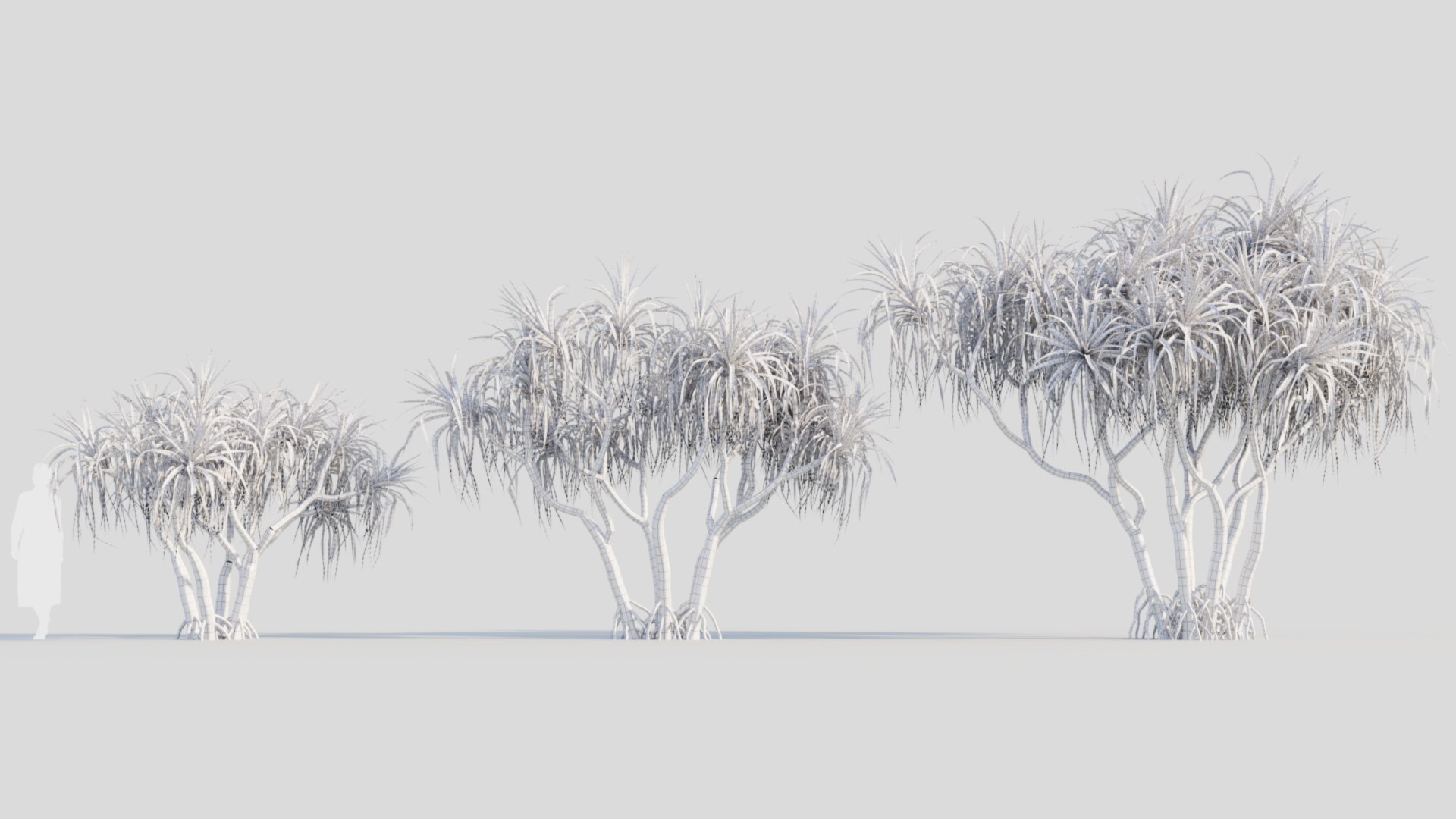 3D Pandanus Tectorius A - TurboSquid 2219261