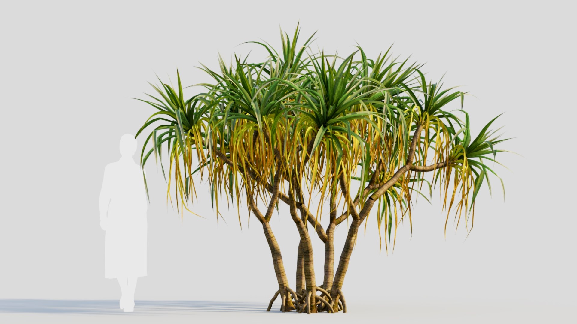 3D Pandanus Tectorius A - TurboSquid 2219261