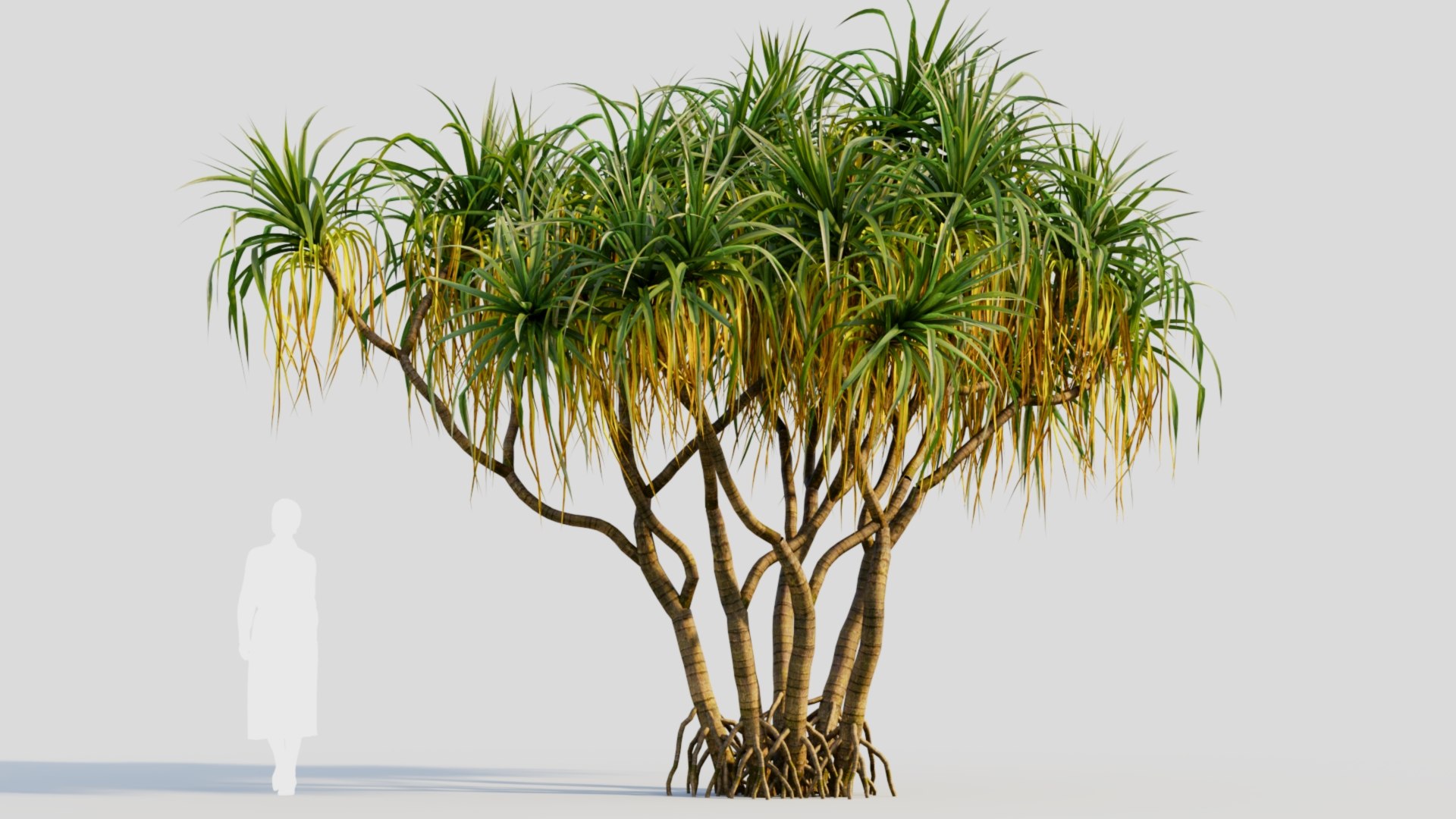 3D Pandanus Tectorius A - TurboSquid 2219261
